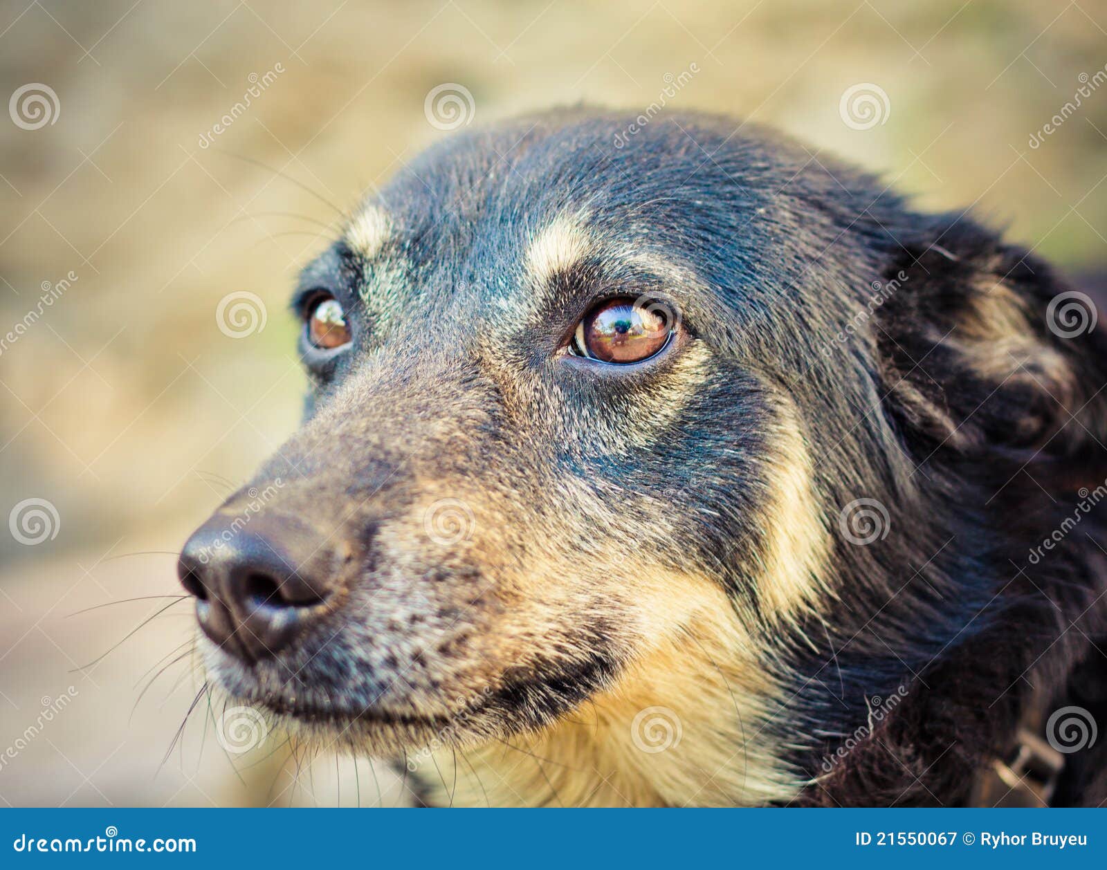 Young german shepherd stock image. Image of little, young - 21550067
