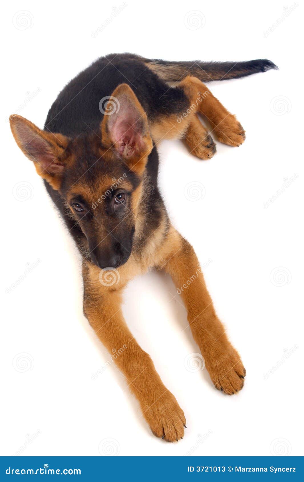 Young German Shepherd dog stock image. Image of police - 3721013