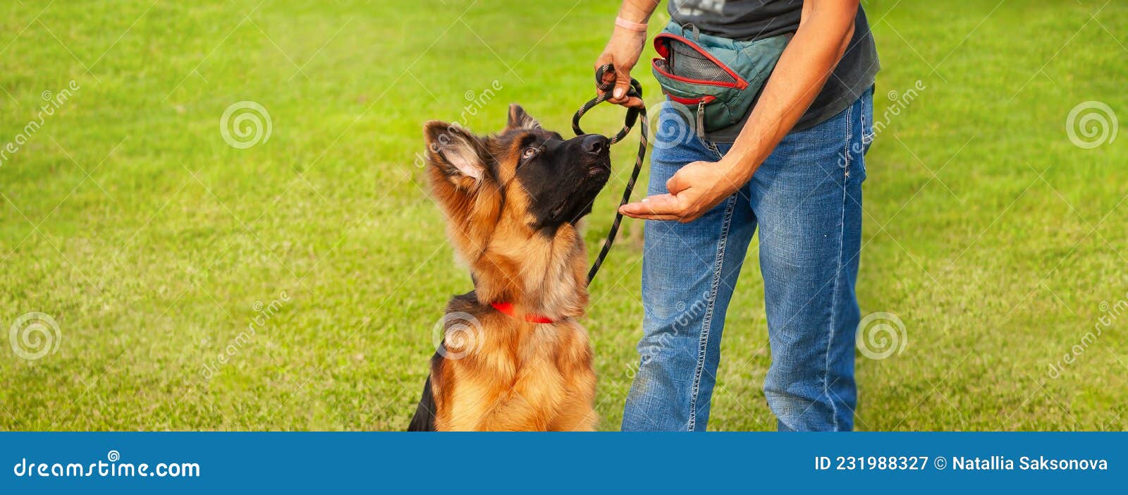 A Young German Shepherd Dog with the Owner. Stock Image - Image of ...