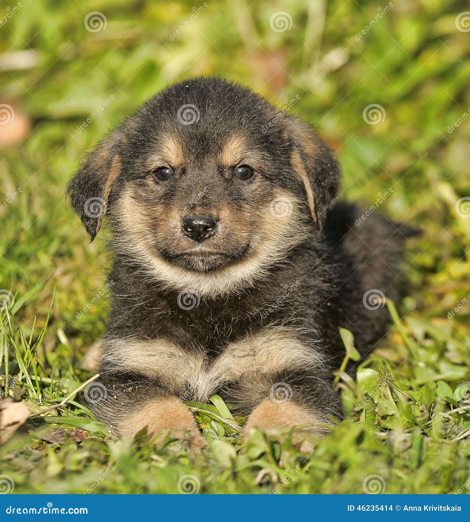 Young german shepherd dog. stock photo. Image of garden - 46235414