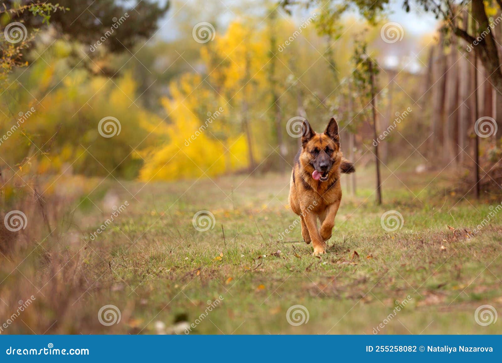 Young German Shepherd Dog Running Stock Photo - Image of orange, autumn ...