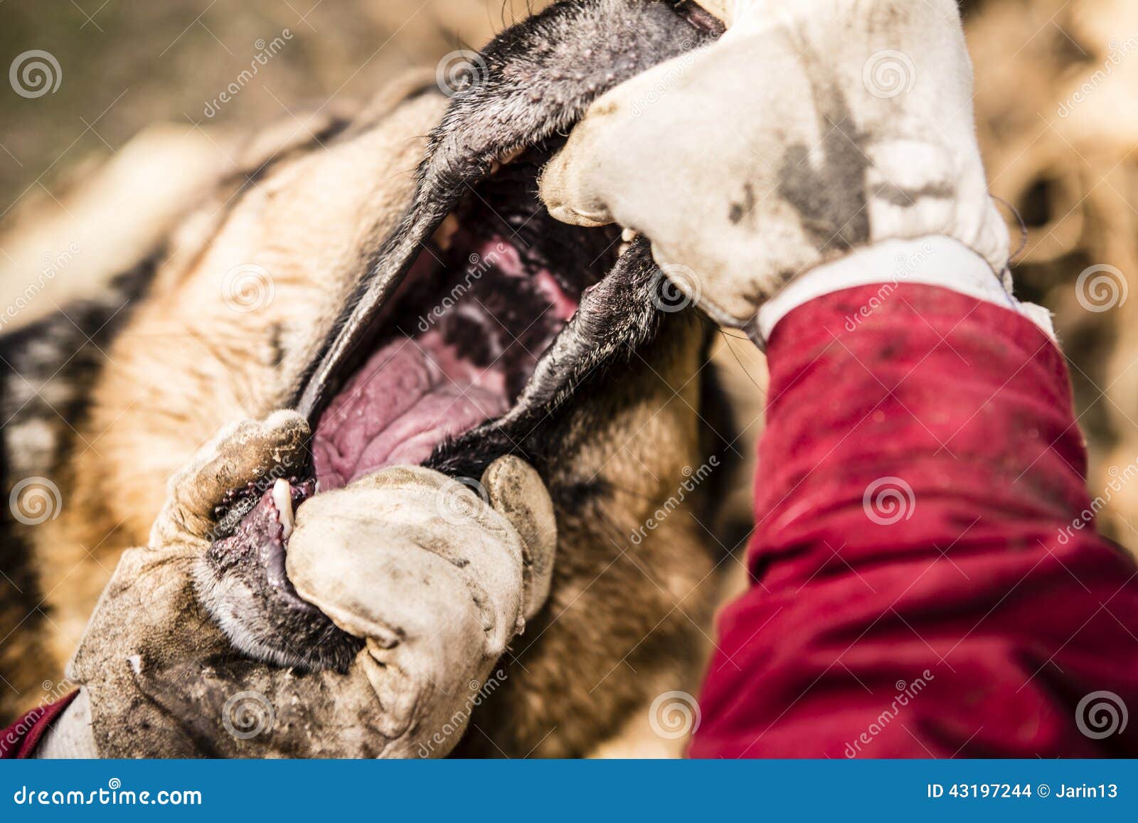 Young German Shepherd Dog - Snout Detail Stock Photo - Image of ...