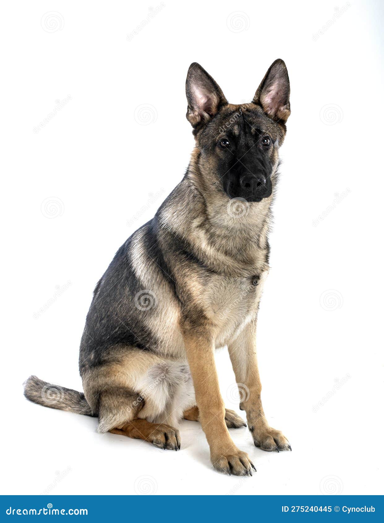 Young german shepherd stock image. Image of short, background - 275240445