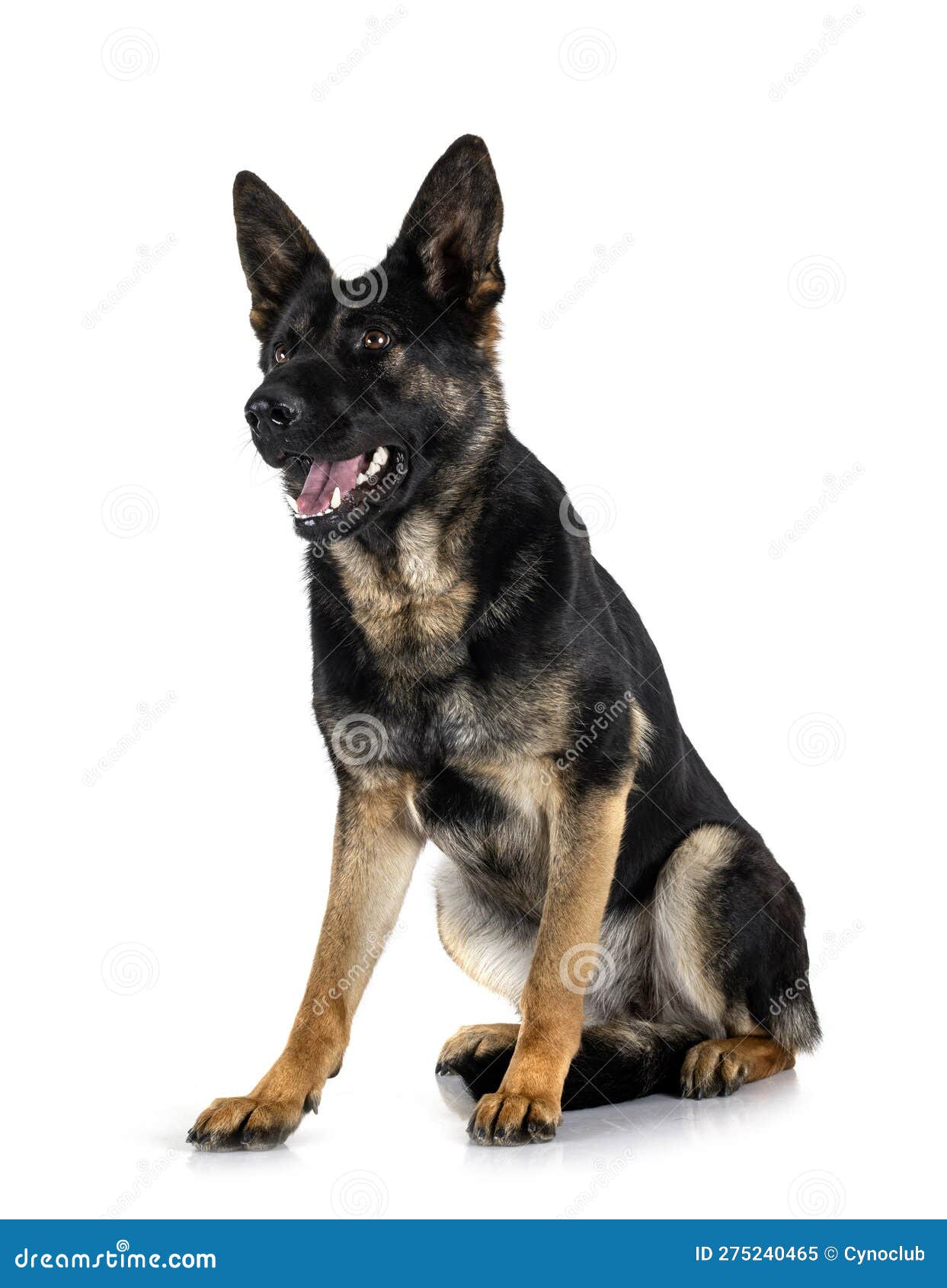 Young german shepherd stock image. Image of isolated - 275240465