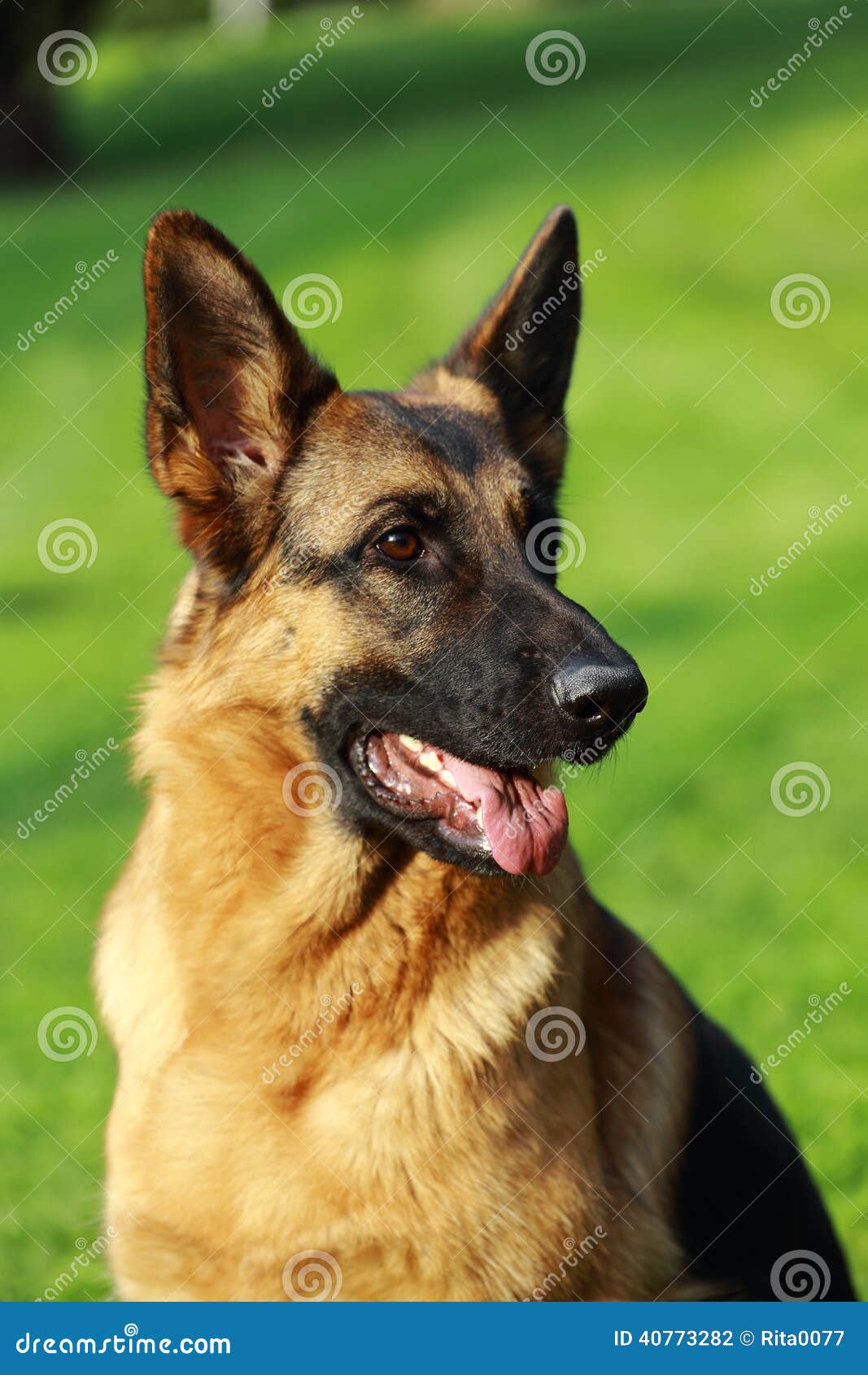 Young German Shepherd stock photo. Image of pedigree - 40773282