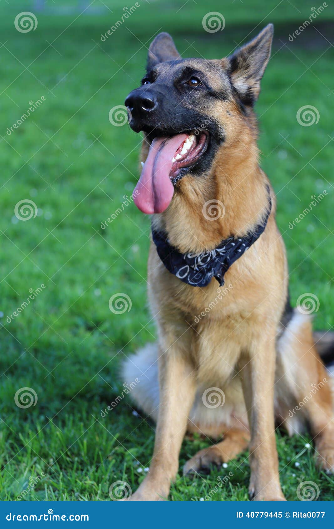 Young German Shepherd stock image. Image of cute, attractive - 40779445