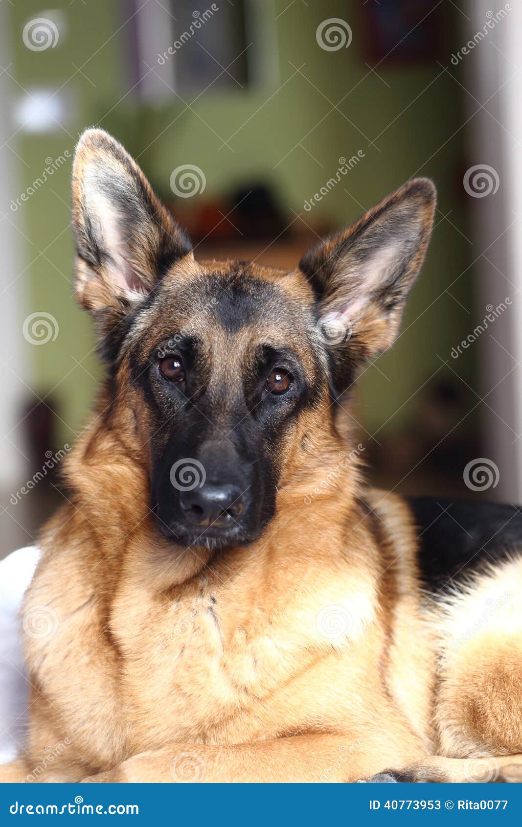 Young German Shepherd stock image. Image of brown, training - 40773953
