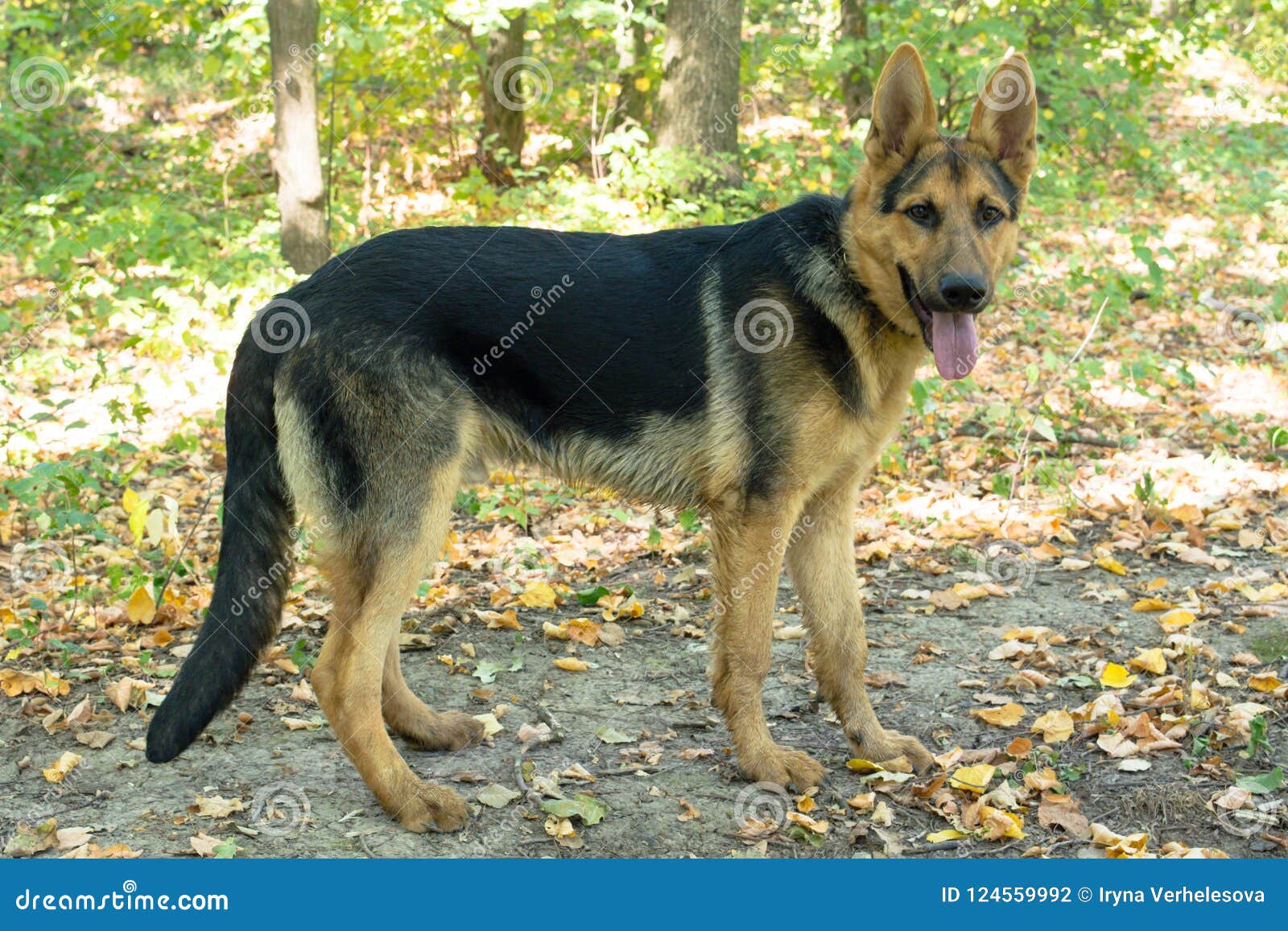 Young german shepherd stock photo. Image of domestic - 124559992