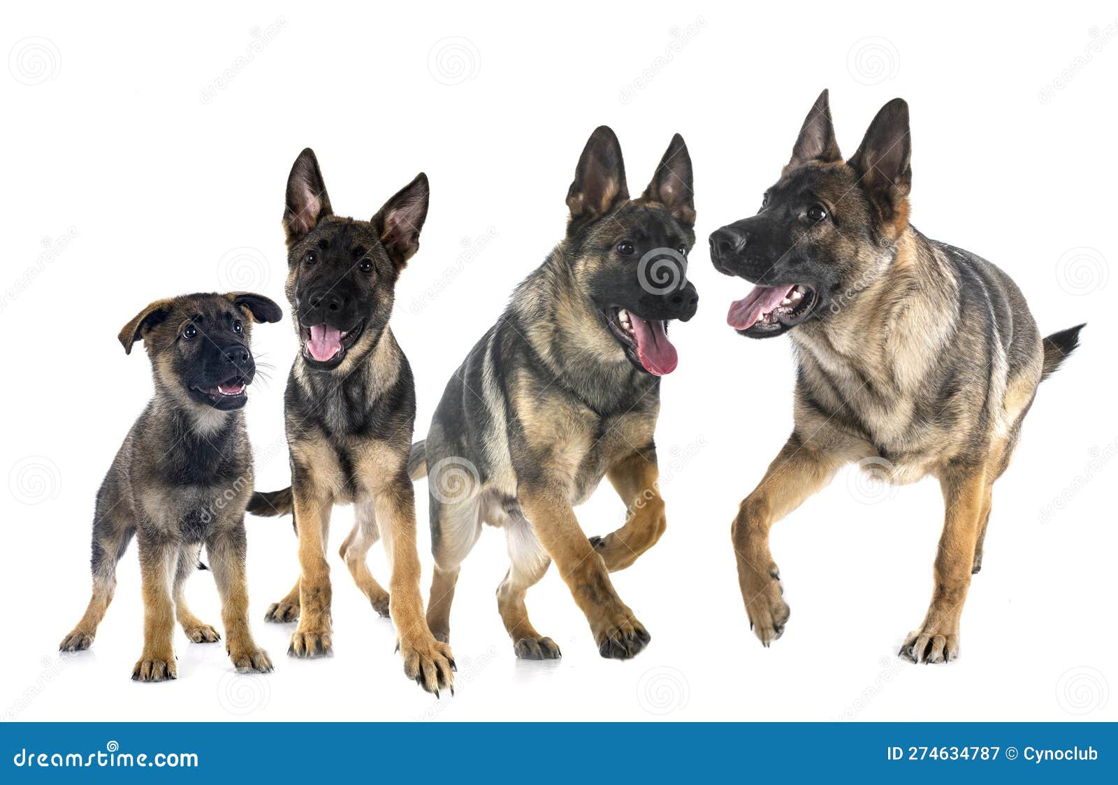 Young german shepherds stock image. Image of isolated - 274634787