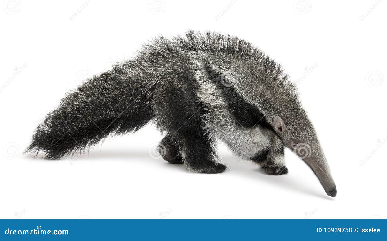 Young Giant Anteater Against White Background Stock Photo - Image of ...