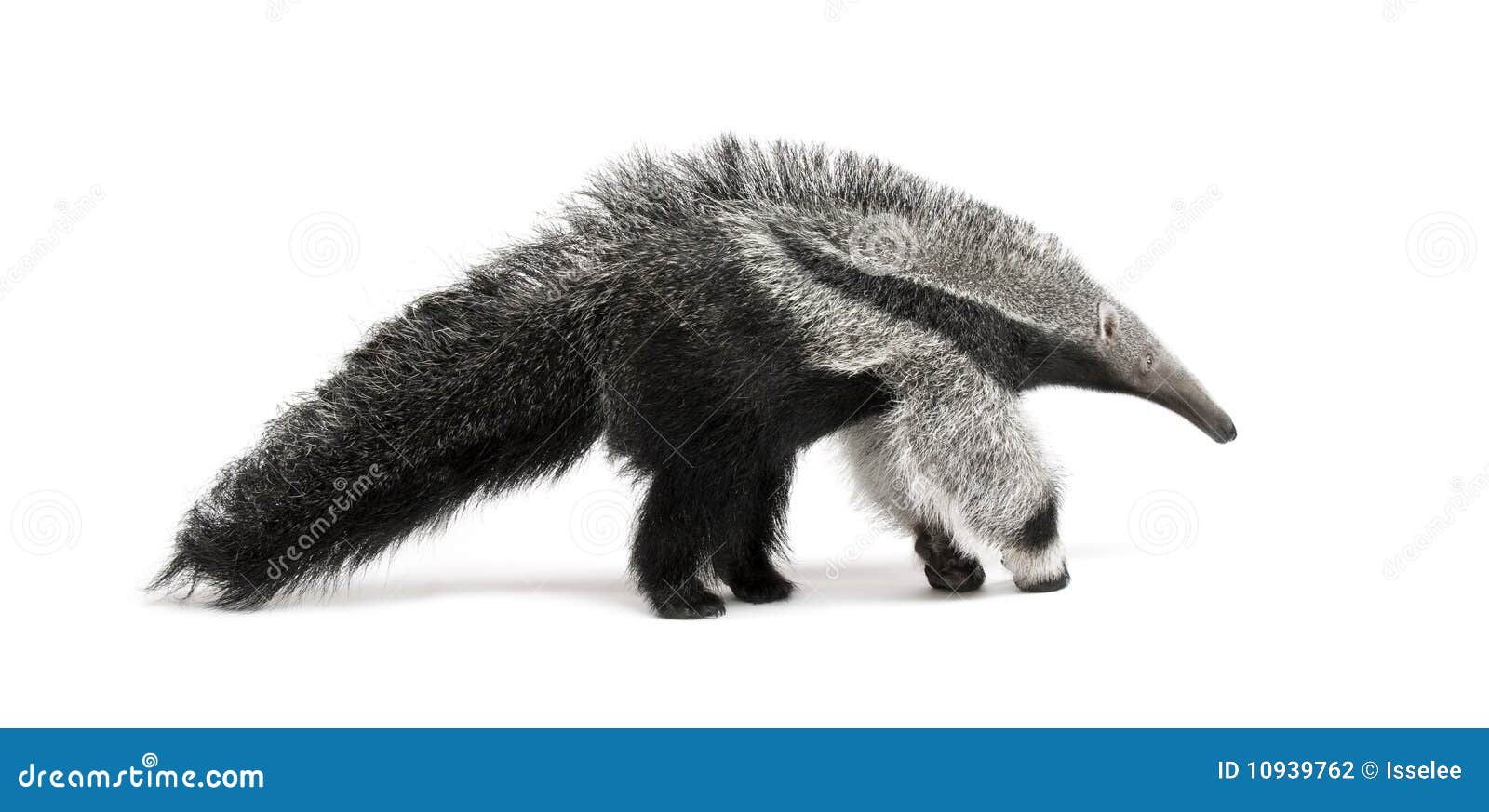 Young Giant Anteater Against White Background Stock Photo - Image of ...