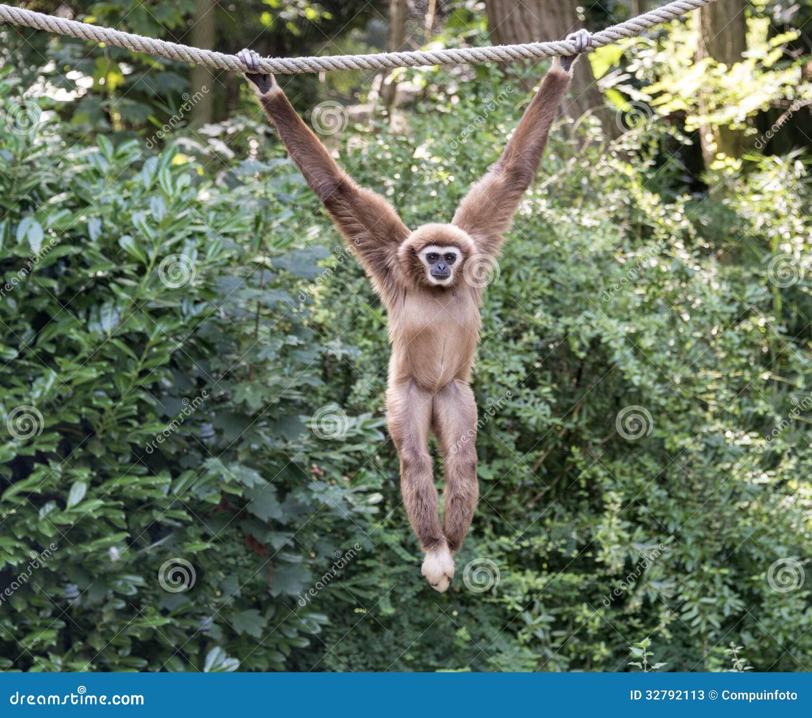 1,408 Young Gibbon Stock Photos - Free & Royalty-Free Stock Photos from ...