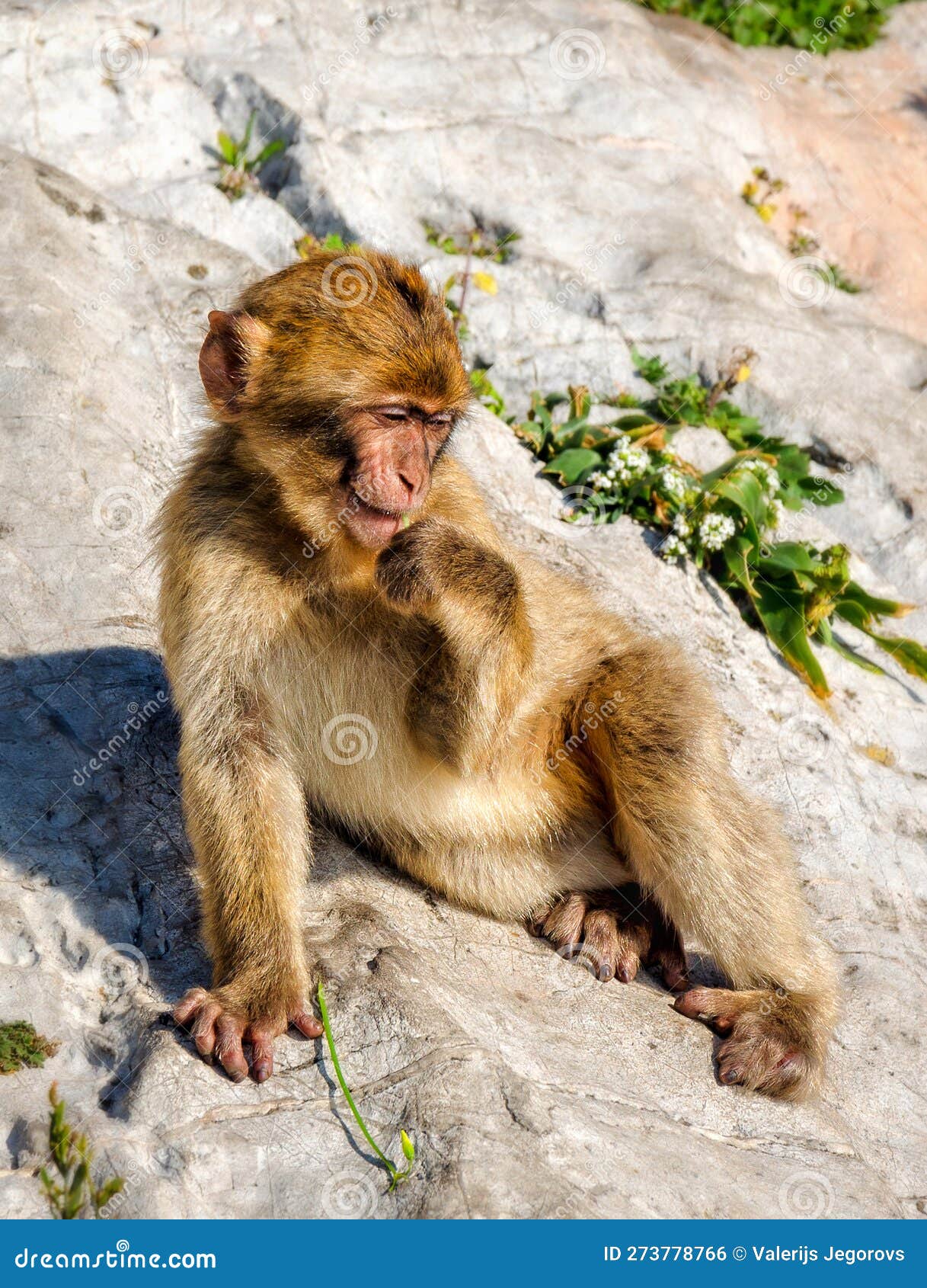 Young Gibraltar Rock Monkey Stock Photo - Image of monkey, gibraltar ...