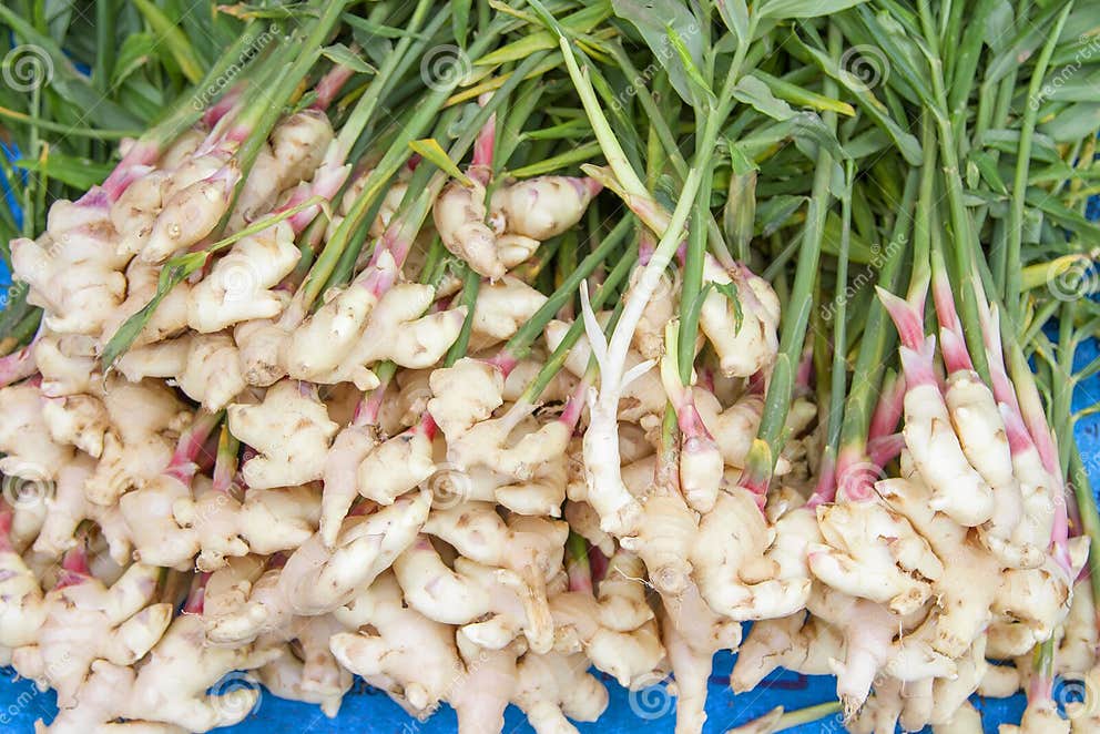 Young Ginger with Many Early Trees Stock Image - Image of nature, curry ...