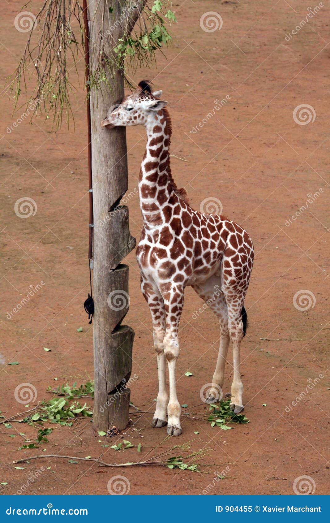 Young giraffe stock image. Image of long, animal, baby - 904455
