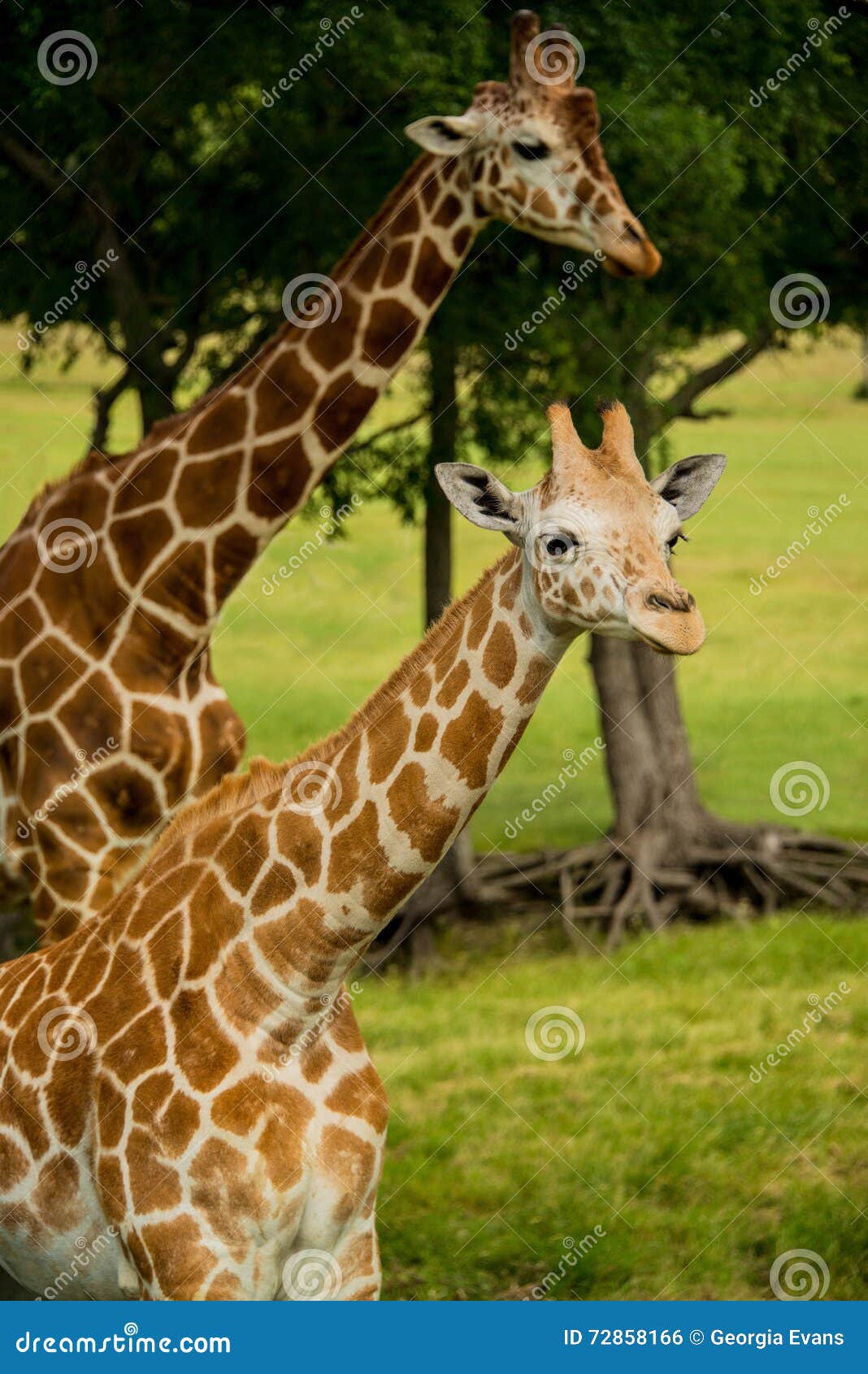 Young Giraffe with Adult Behind Him Stock Photo - Image of largest ...