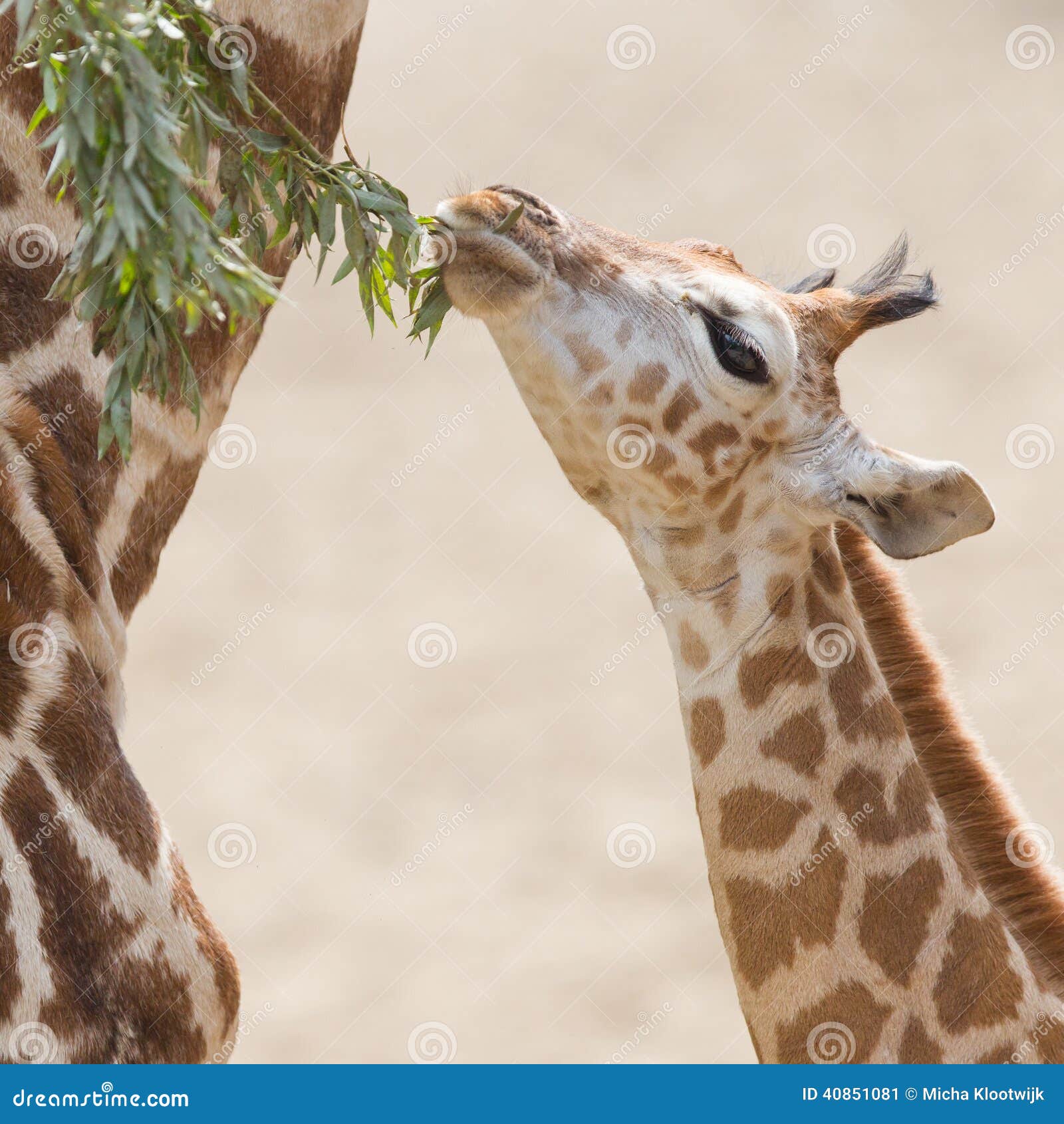 Young giraffe eating stock image. Image of africa, young - 40851081