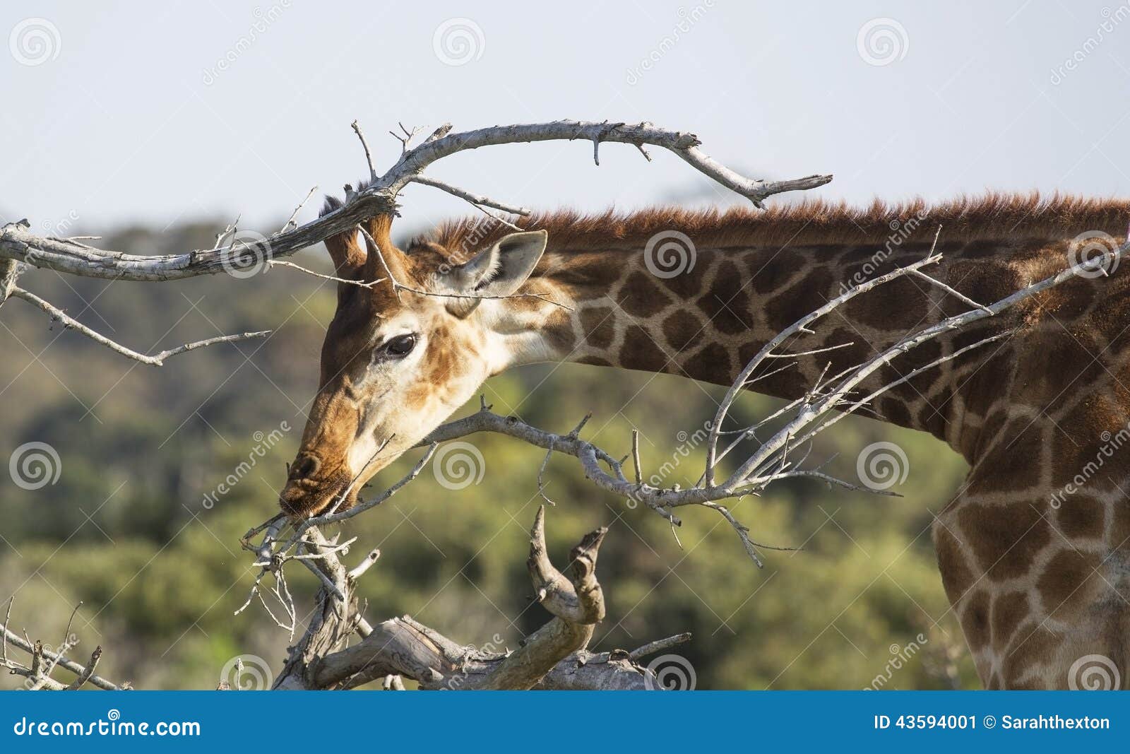 Young giraffe eating twigs stock image. Image of winter - 43594001