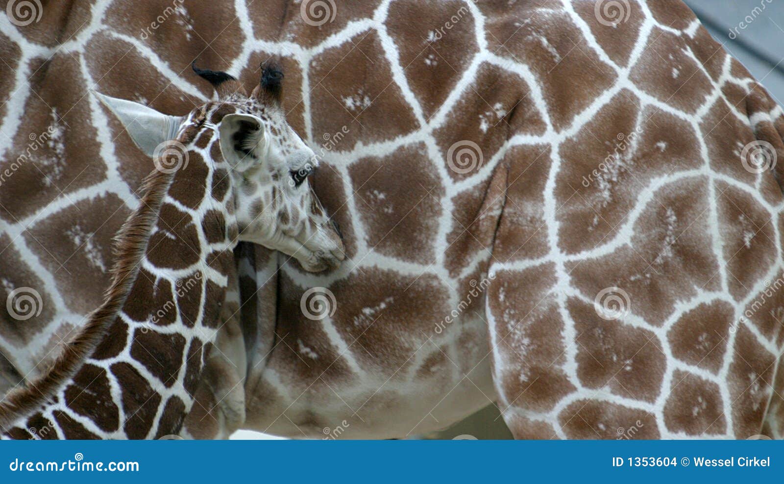 A Young Giraffe in Front of His Mother Stock Photo - Image of face ...