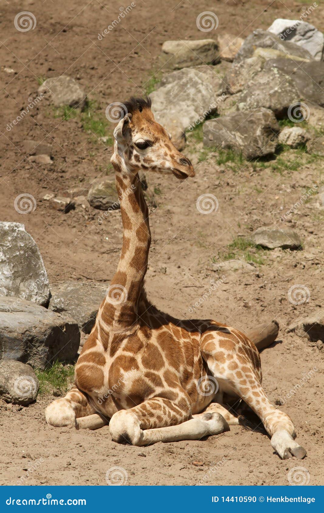 Young Giraffe Laying on the Ground Stock Photo - Image of mammal, wild ...