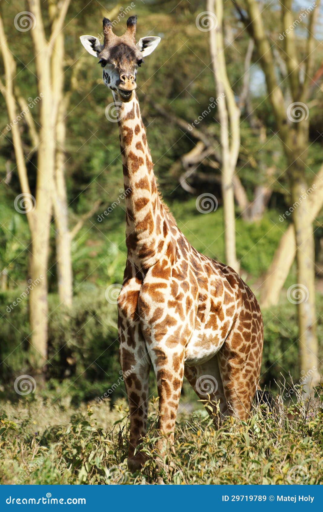 Young Giraffe Looking at Camera Stock Image - Image of naivasha, lake ...