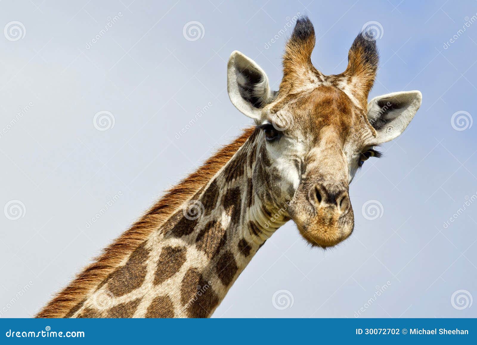 Giraffe Looking Sideways Stock Photography | CartoonDealer.com #76538972