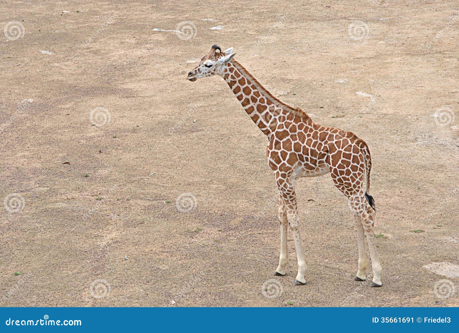 Young giraffe stock image. Image of alone, neck, tall - 35661691