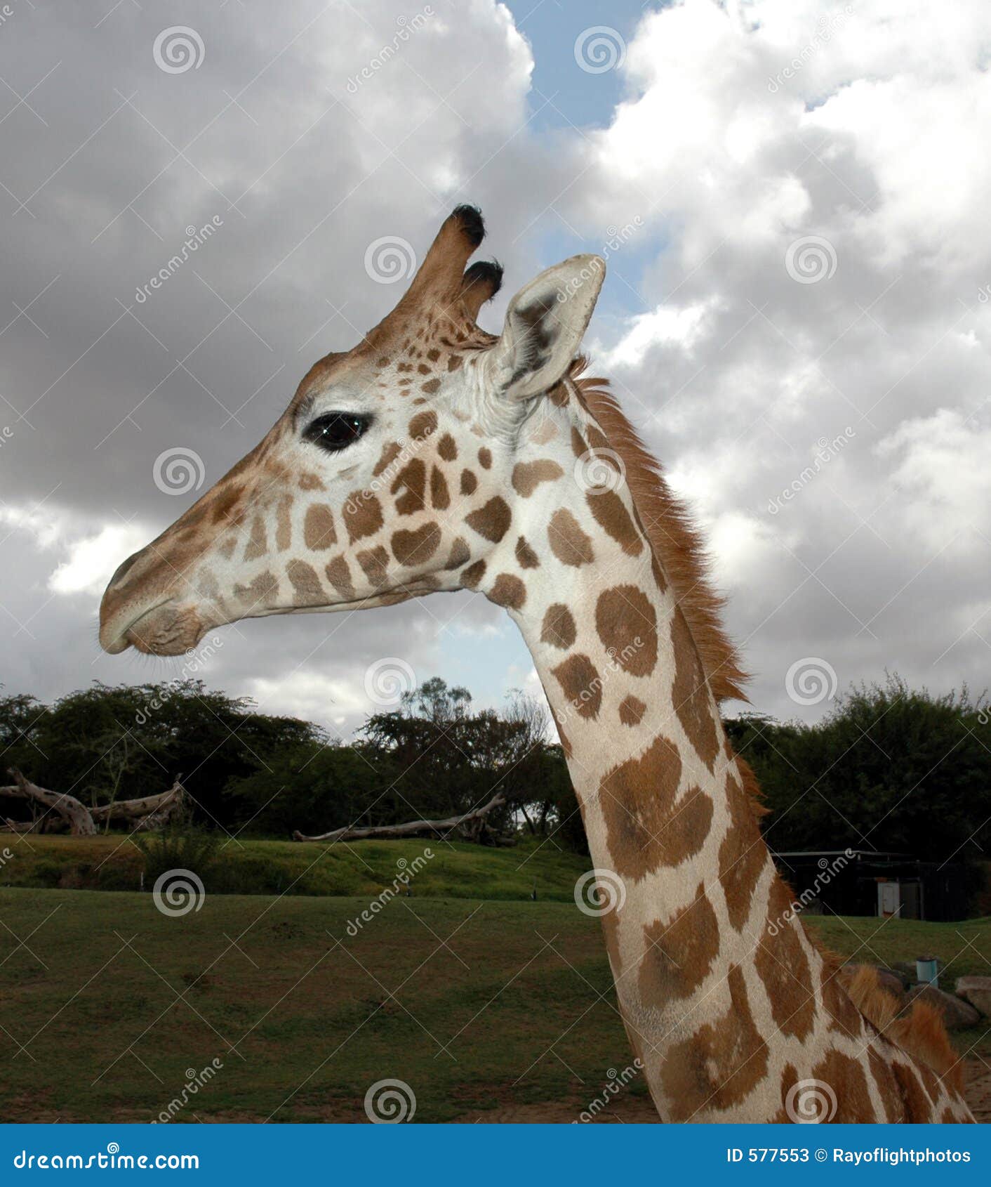Young Giraffe Profile stock image. Image of details, giraffe - 577553