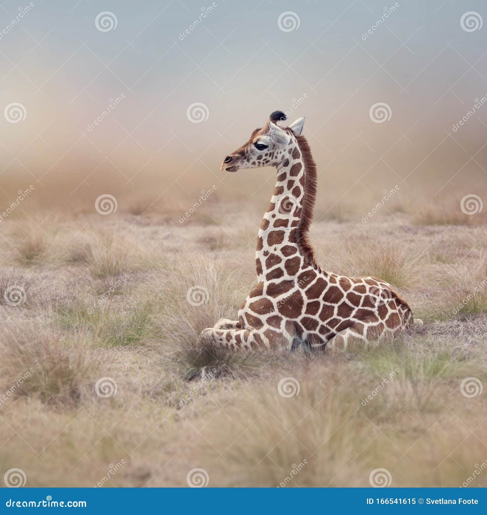 Young Giraffe resting stock image. Image of mammal, resting - 166541615