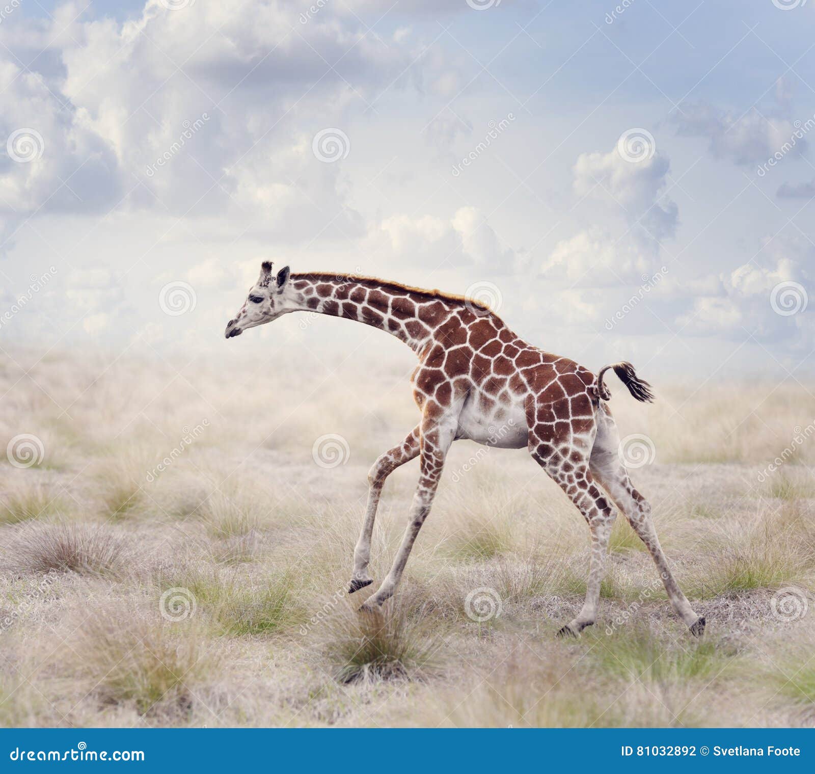 Young Giraffe Running stock photo. Image of giraffe, spotted - 81032892