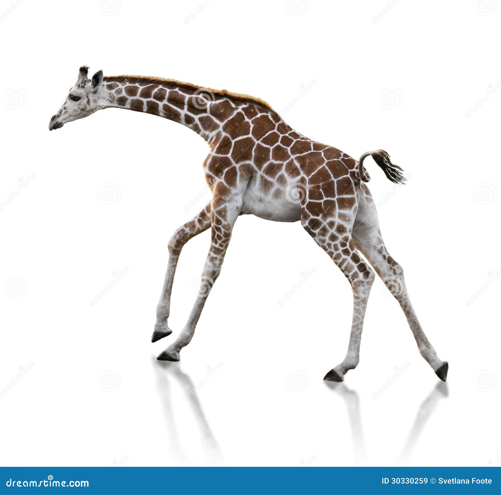 Giraffe Running Man