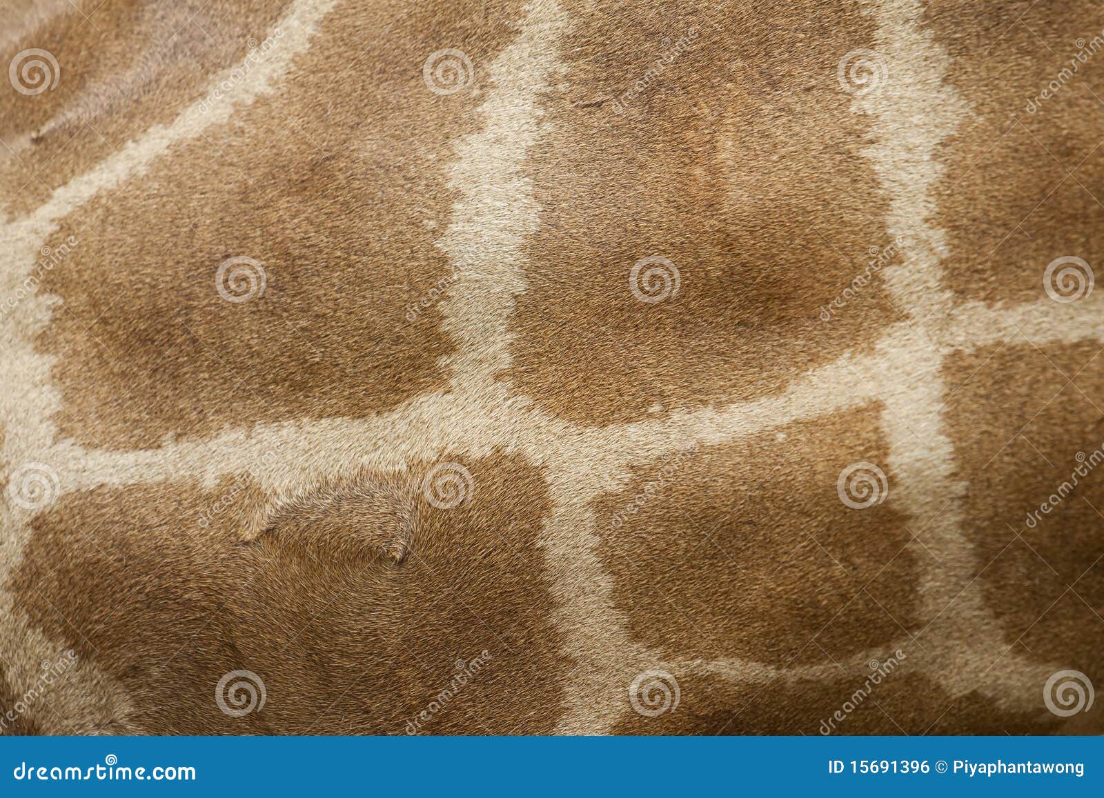 Young giraffe skin stock photo. Image of color, brown - 15691396