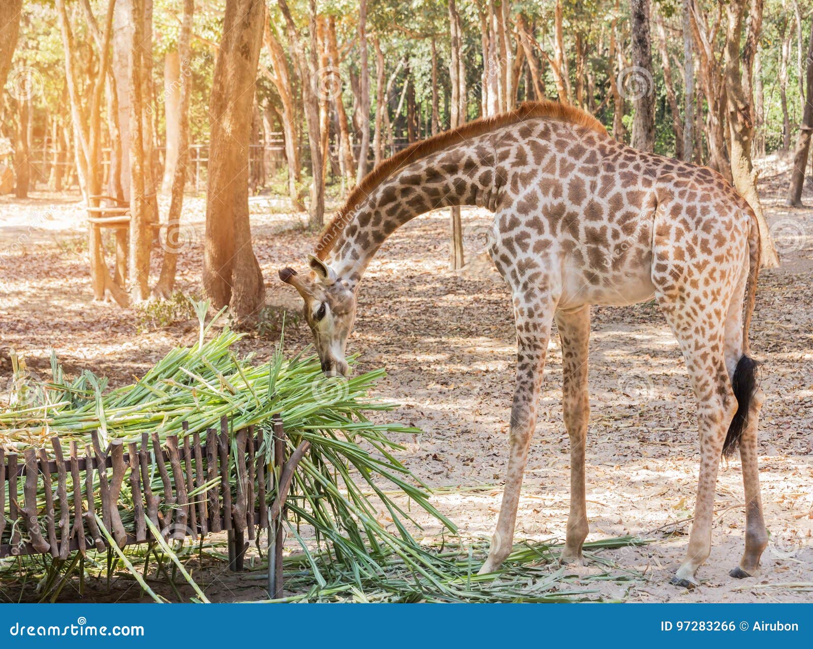 Young Giraffe Stand Eating Grass from the Manger Stock Photo - Image of ...