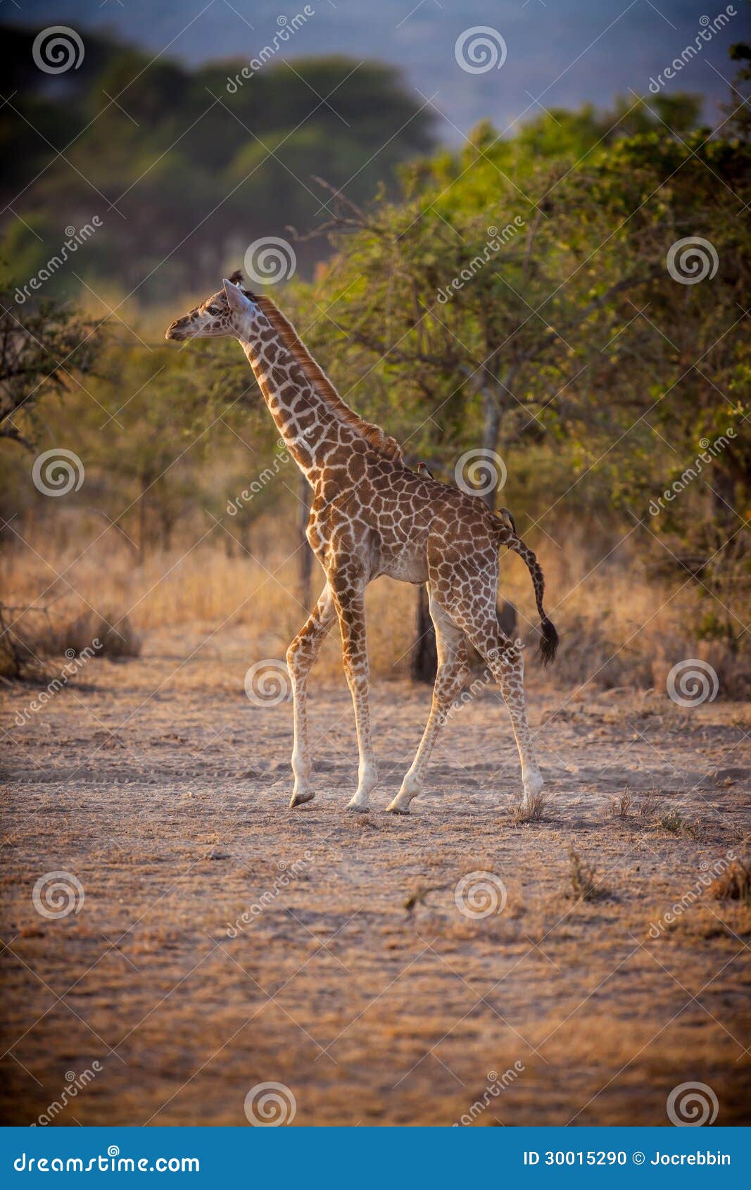 Young Giraffe Stands Tall in Morning Light Stock Photo - Image of baby ...