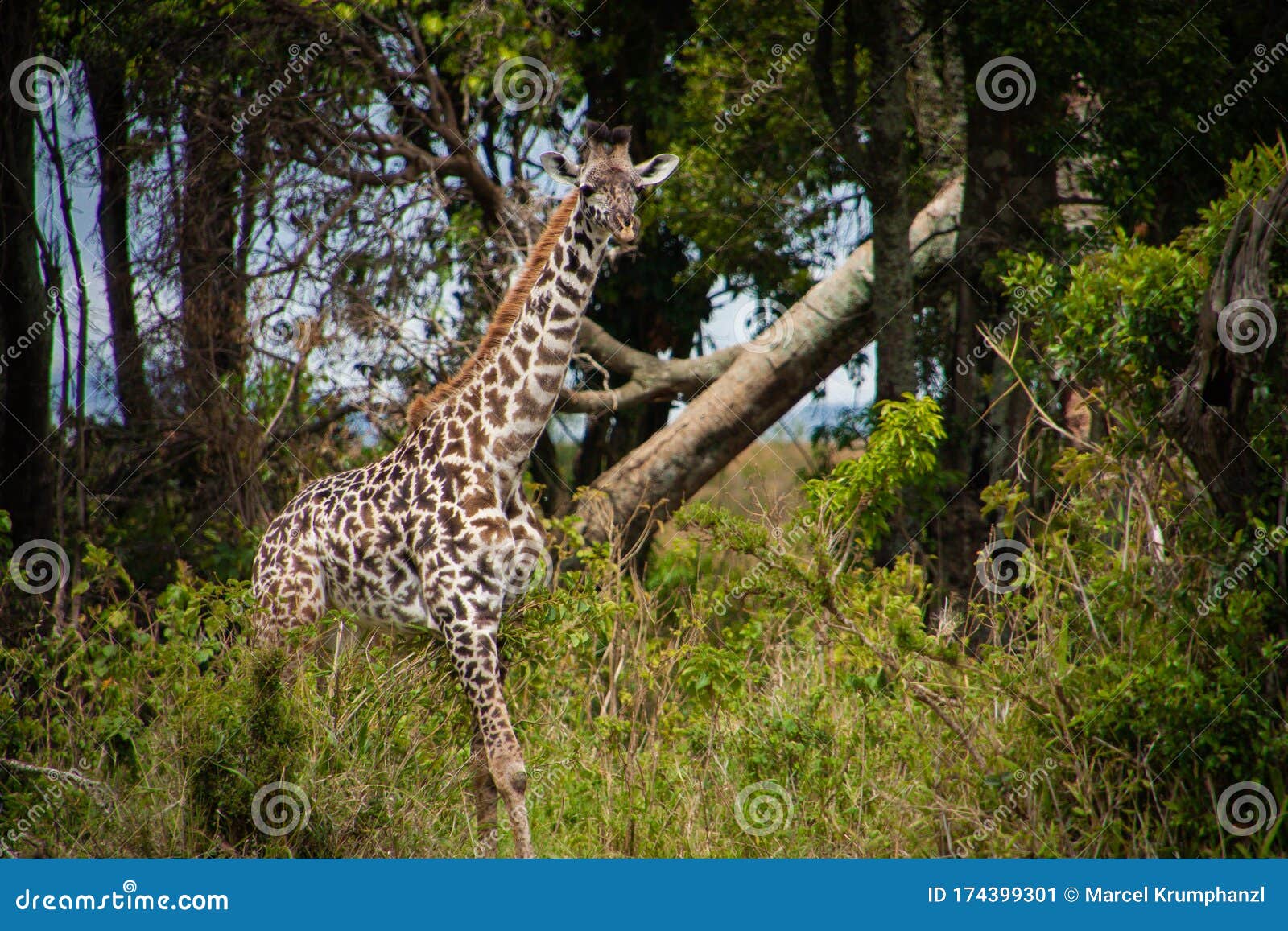 Young Giraffe between the Trees Stock Image - Image of feathers, baby ...