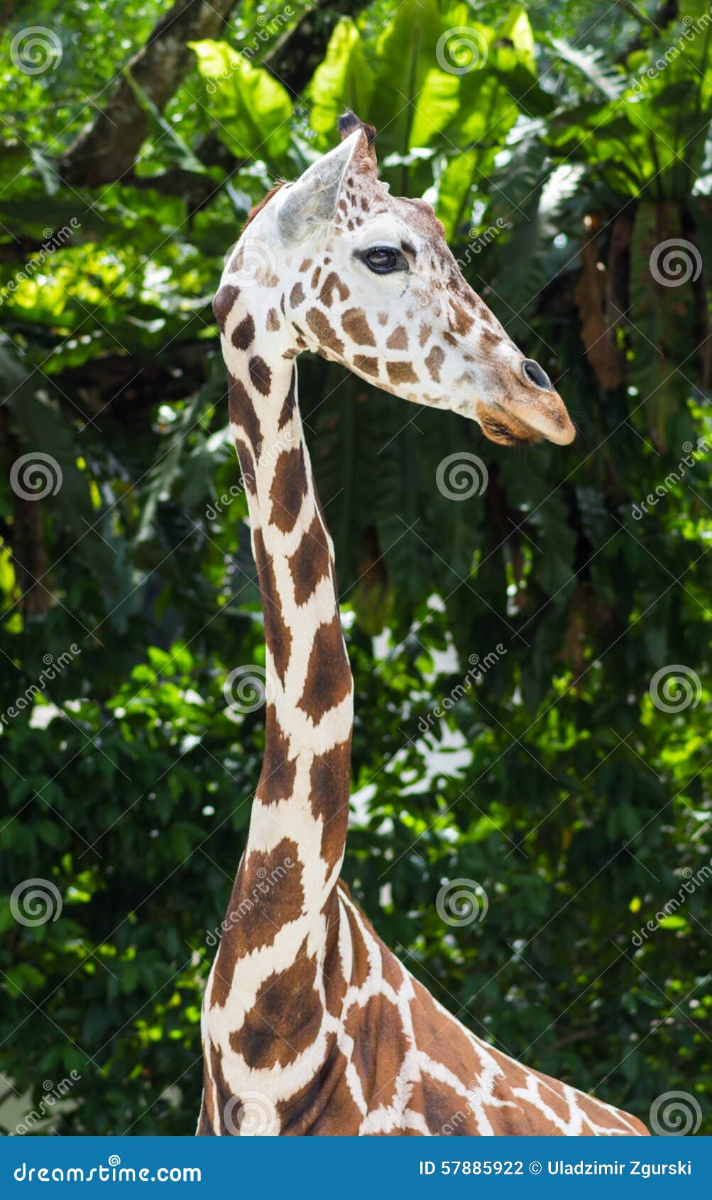 Young Giraffe And Beautiful Little Girl At The Zoo. Little Girl Feeding ...
