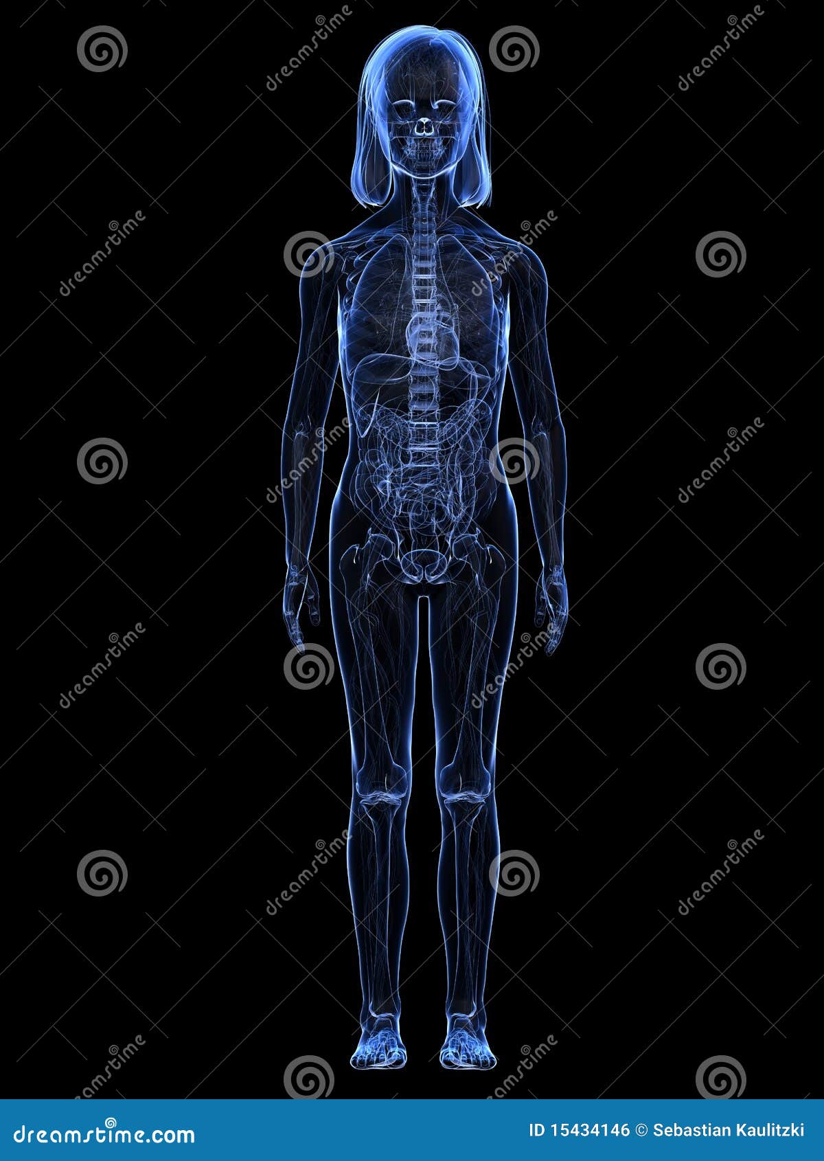 Young girl - anatomy stock illustration. Illustration of female - 15434146