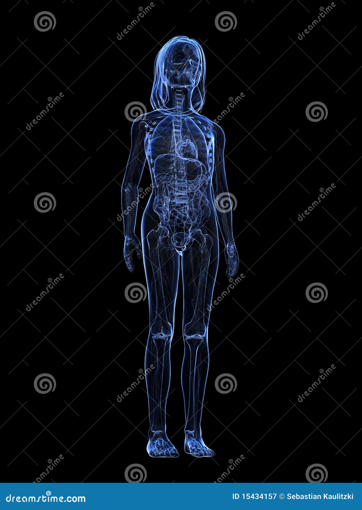 Young girl - anatomy stock illustration. Illustration of vitals - 15434157