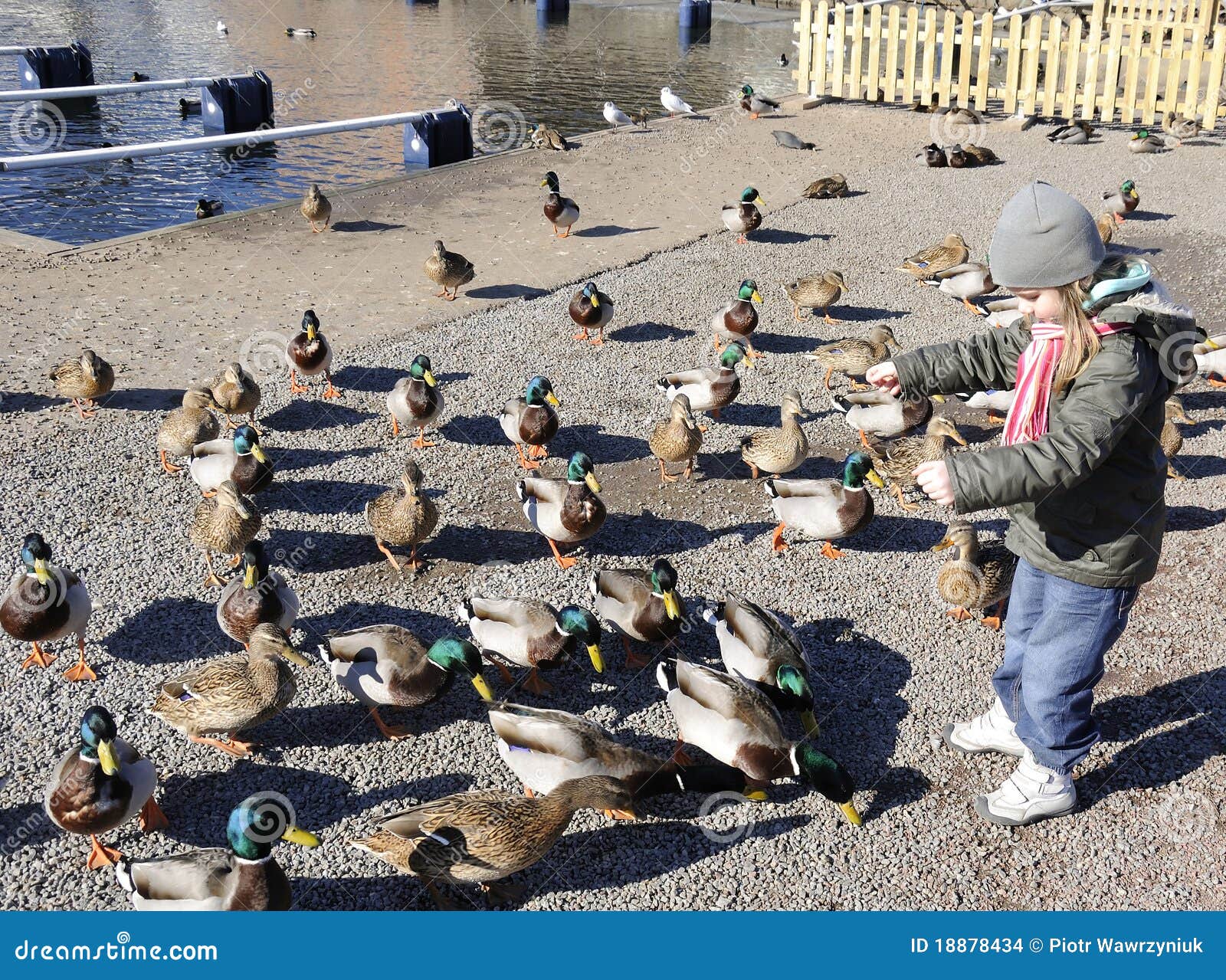 Young girl feeding ducks stock photo. Image of activity - 18878434