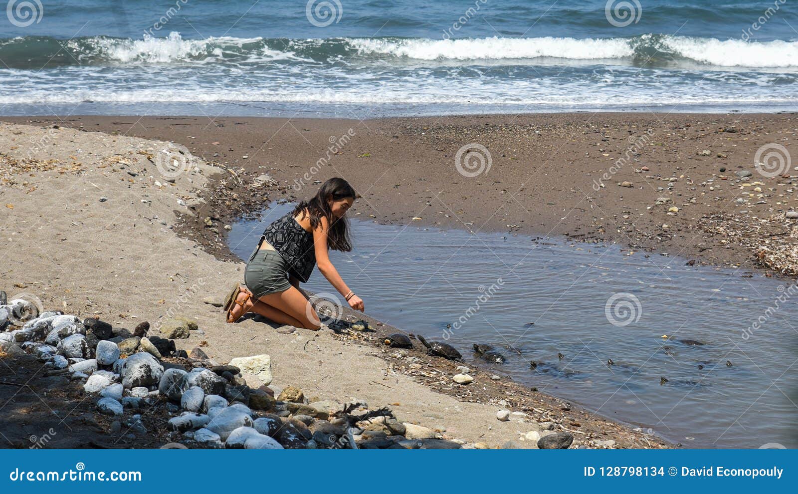 Young Girl Feeding Turtles at the Beach Stock Photo - Image of teenager ...