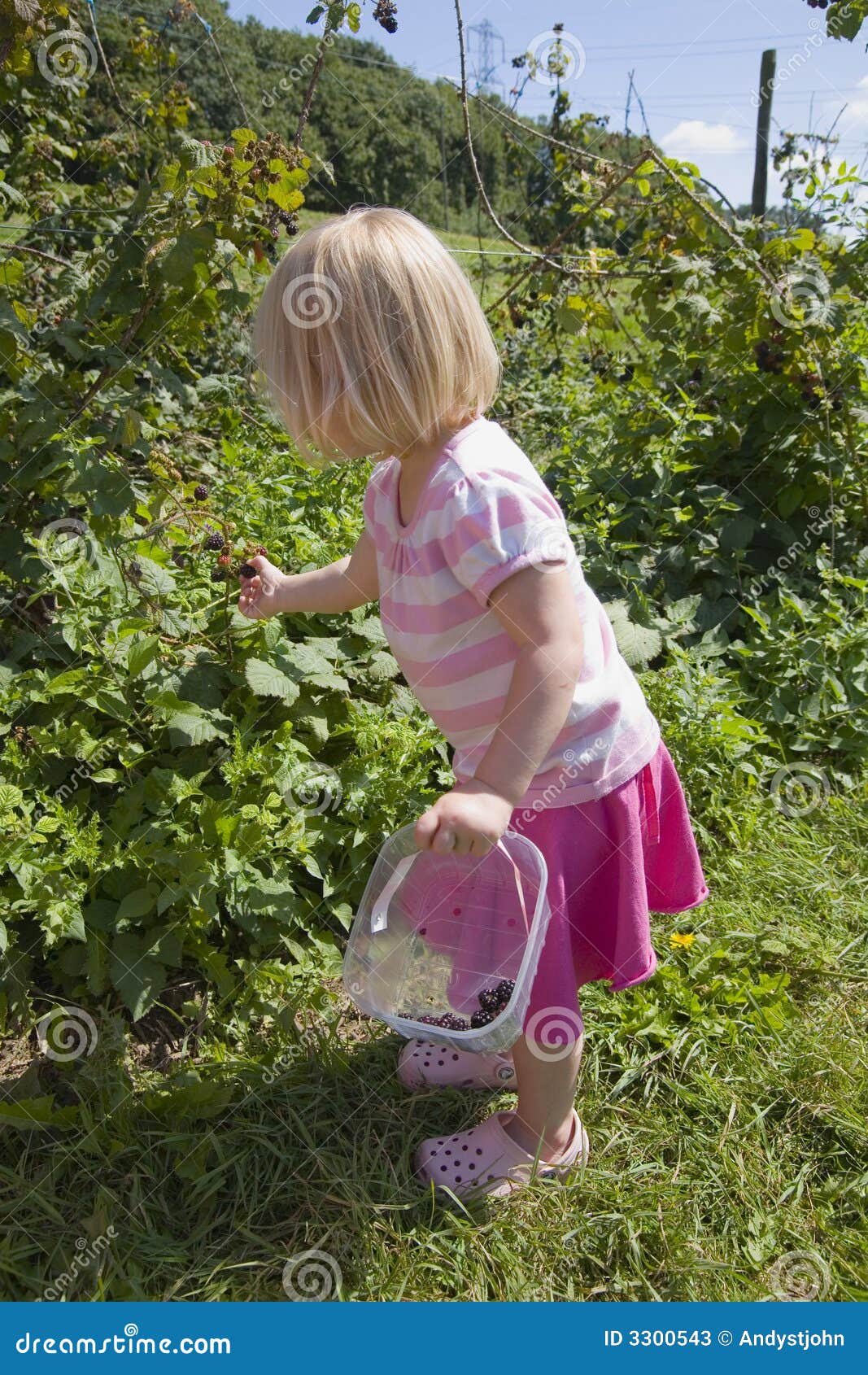 Young girl fruit picking stock image. Image of blackberries - 3300543