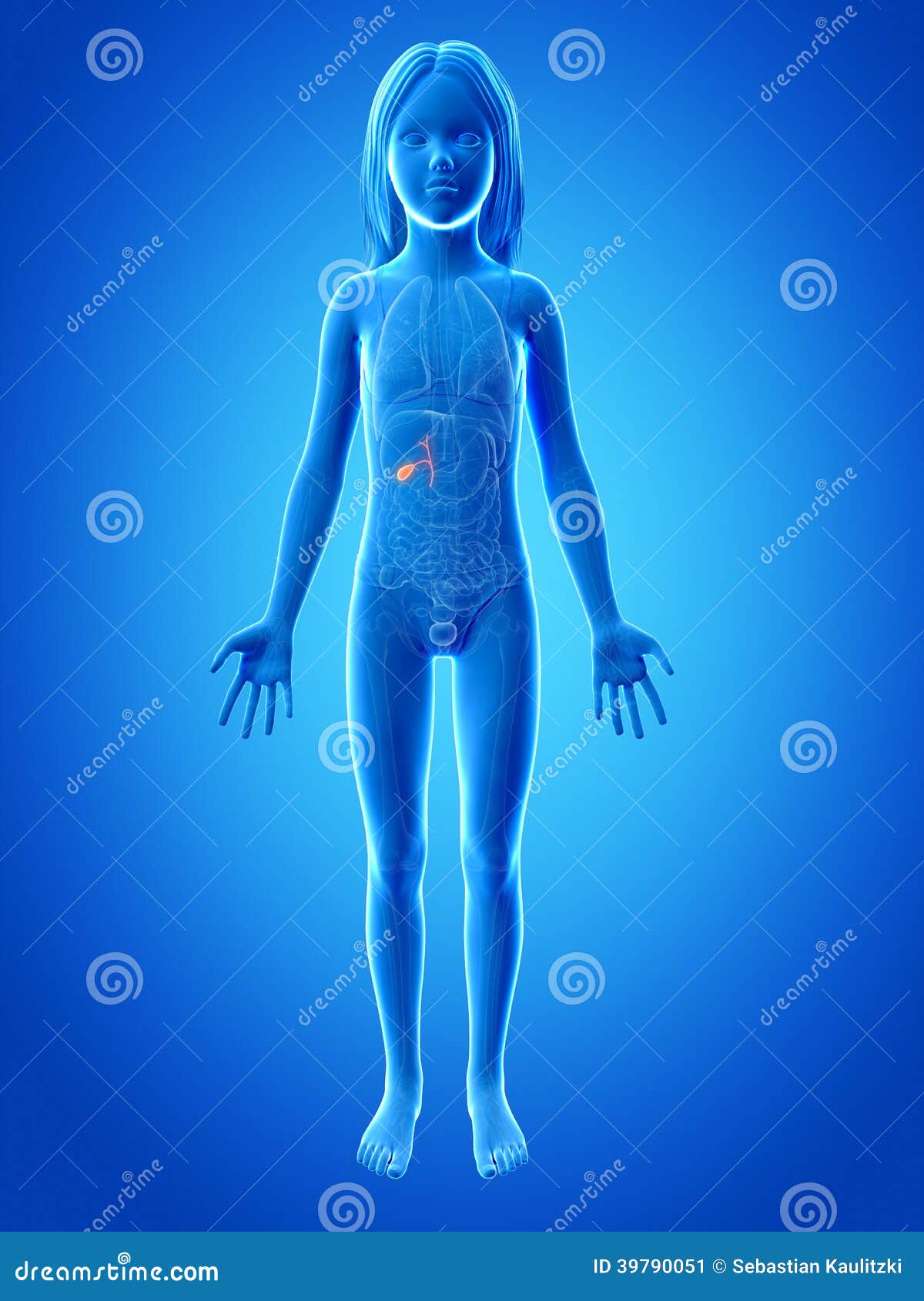 Young Girl - the Gallbladder Stock Illustration - Illustration of girl ...