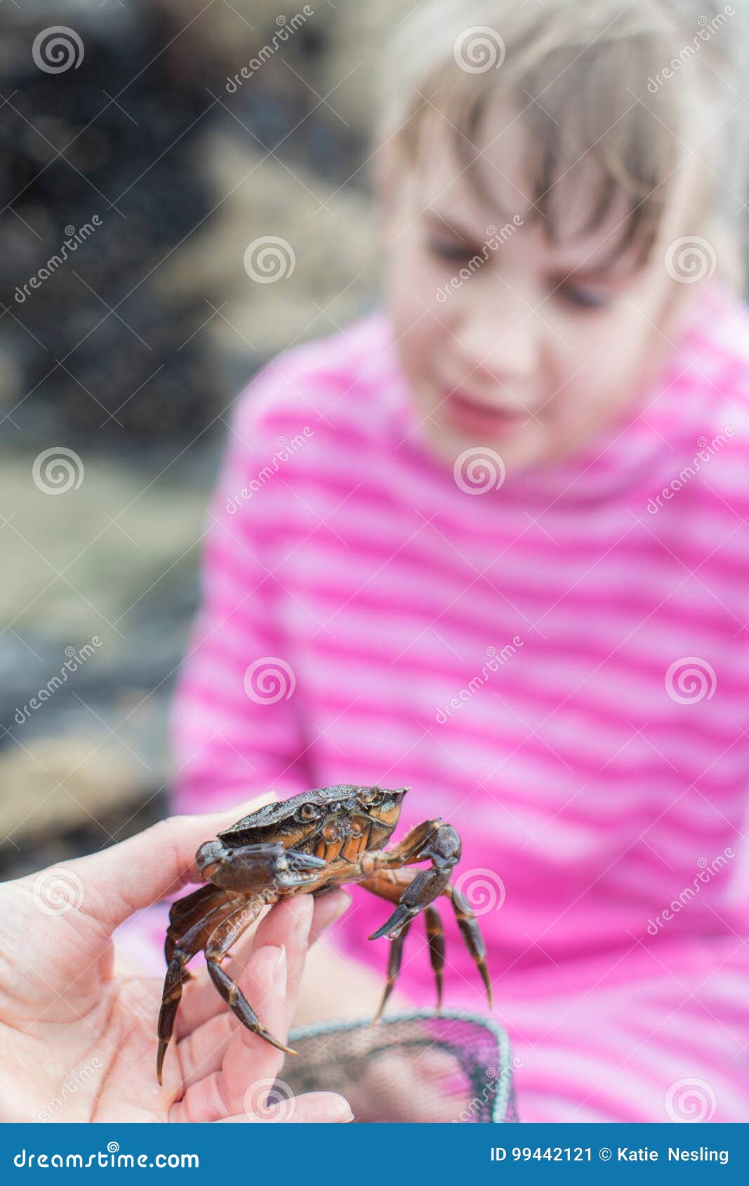 Young Girl Looking at Crab Found in Rockpool on Beach Stock Image ...
