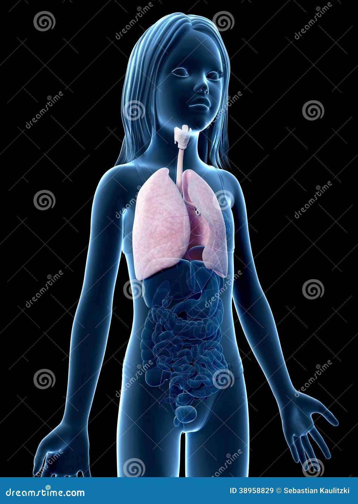 Trachea Child Stock Illustrations – 255 Trachea Child Stock ...