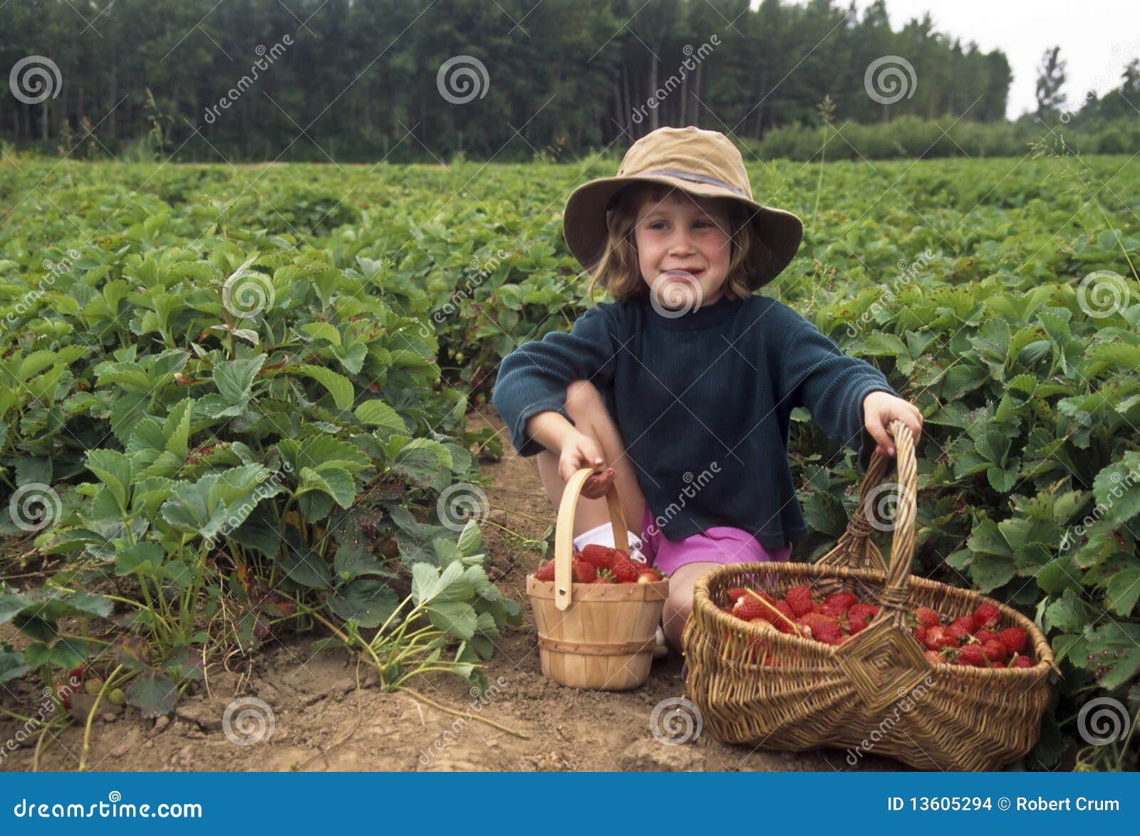 Young Girl Picking Strawberries Stock Photo - Image of girl ...