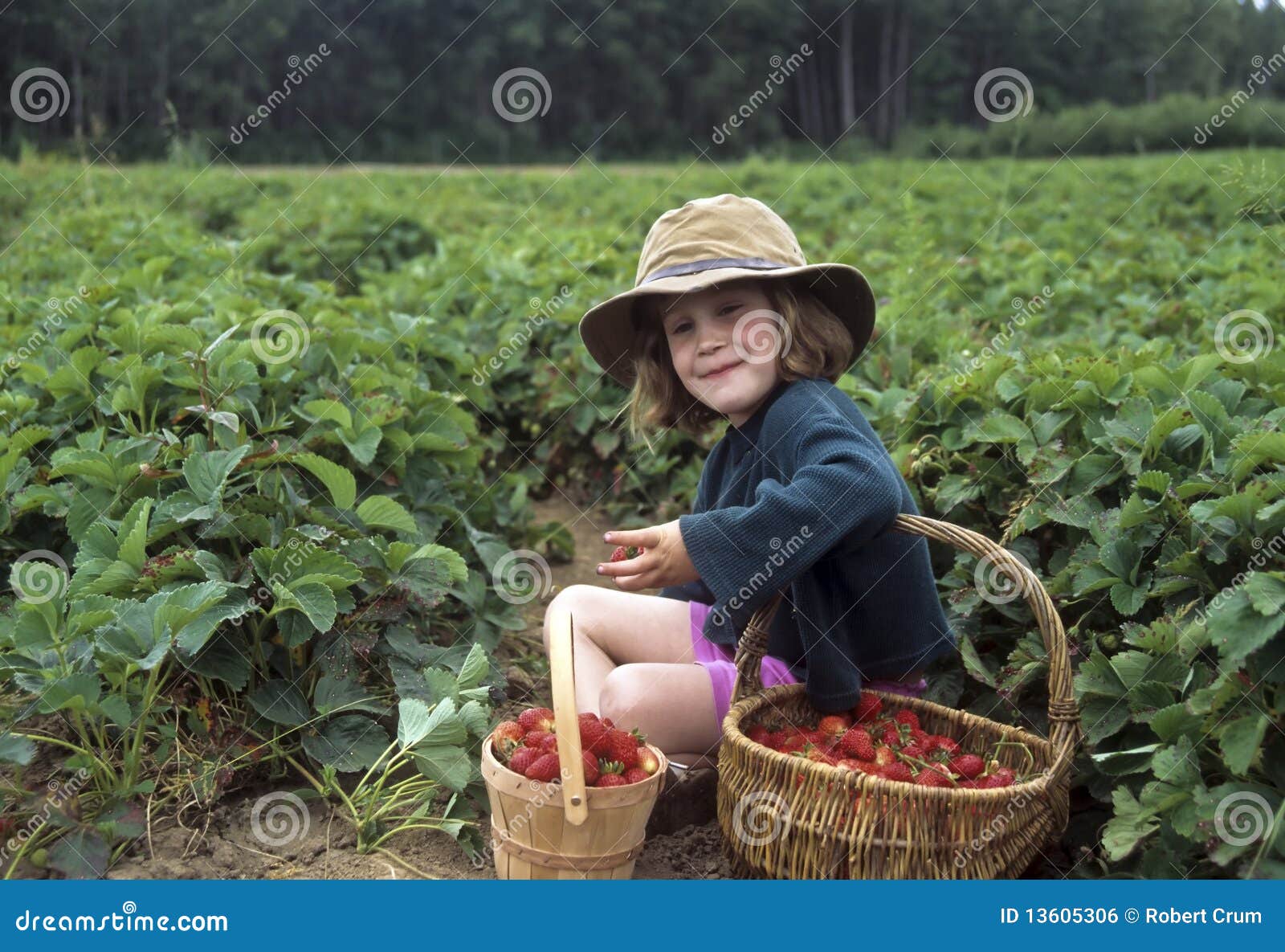 Young Girl Picking Strawberries Stock Photo - Image of strawberries ...