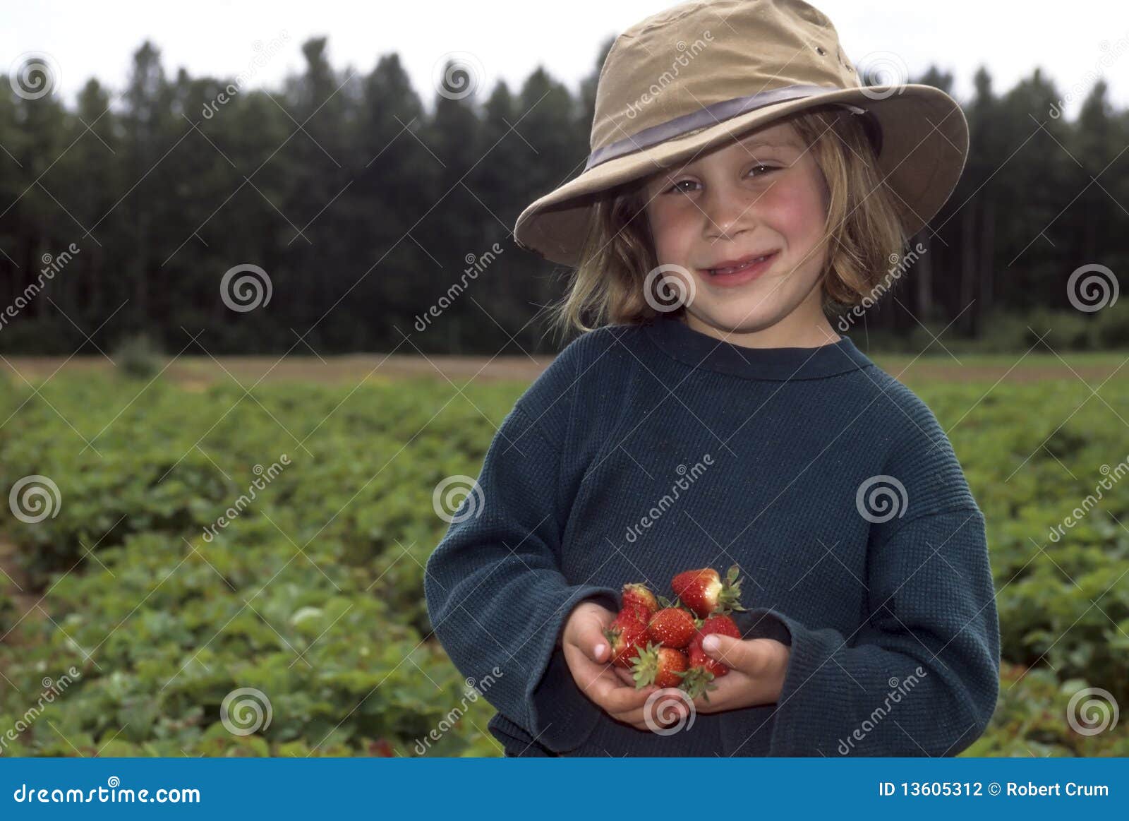 Young Girl Picking Strawberries Stock Photo - Image of happy, hold ...