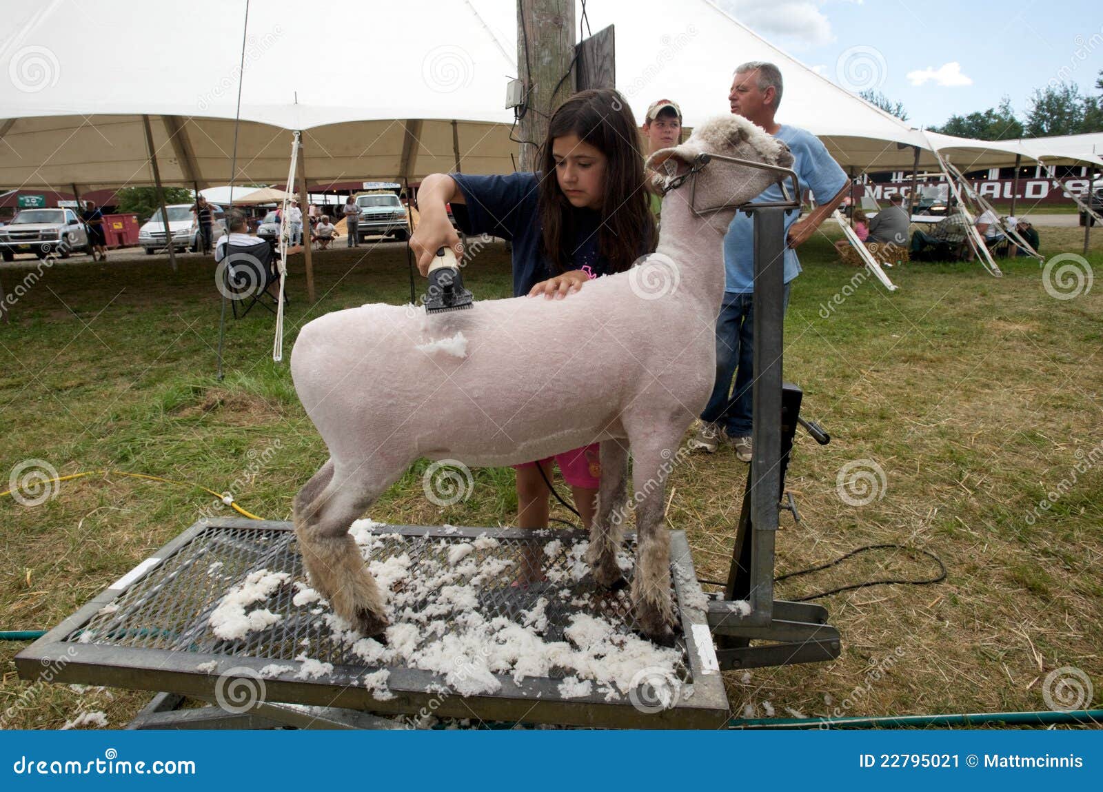 A Young Girl Shears a Sheep Editorial Photo - Image of bangor, animals ...
