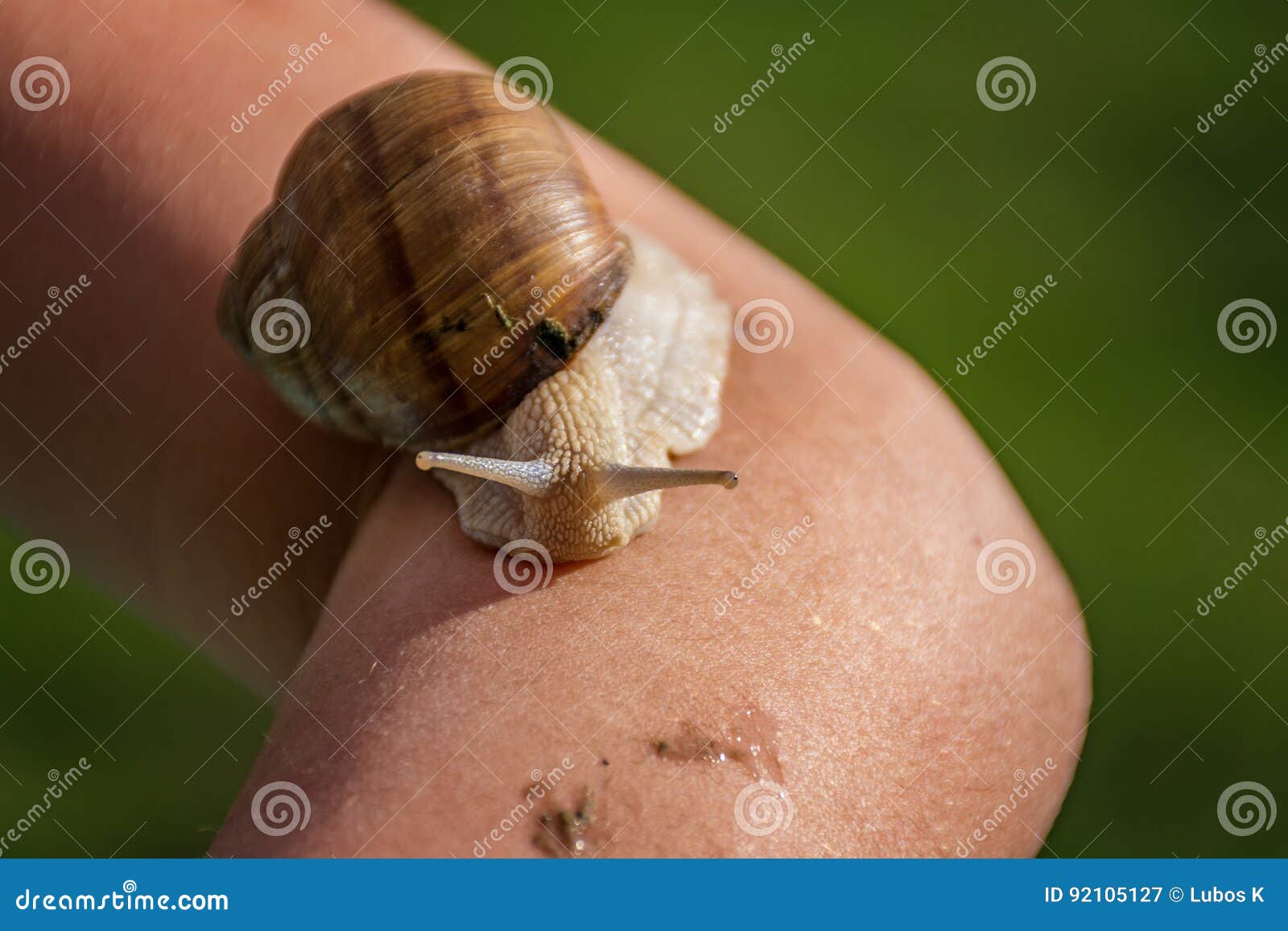 Young girl showing a snail stock image. Image of holding - 92105127