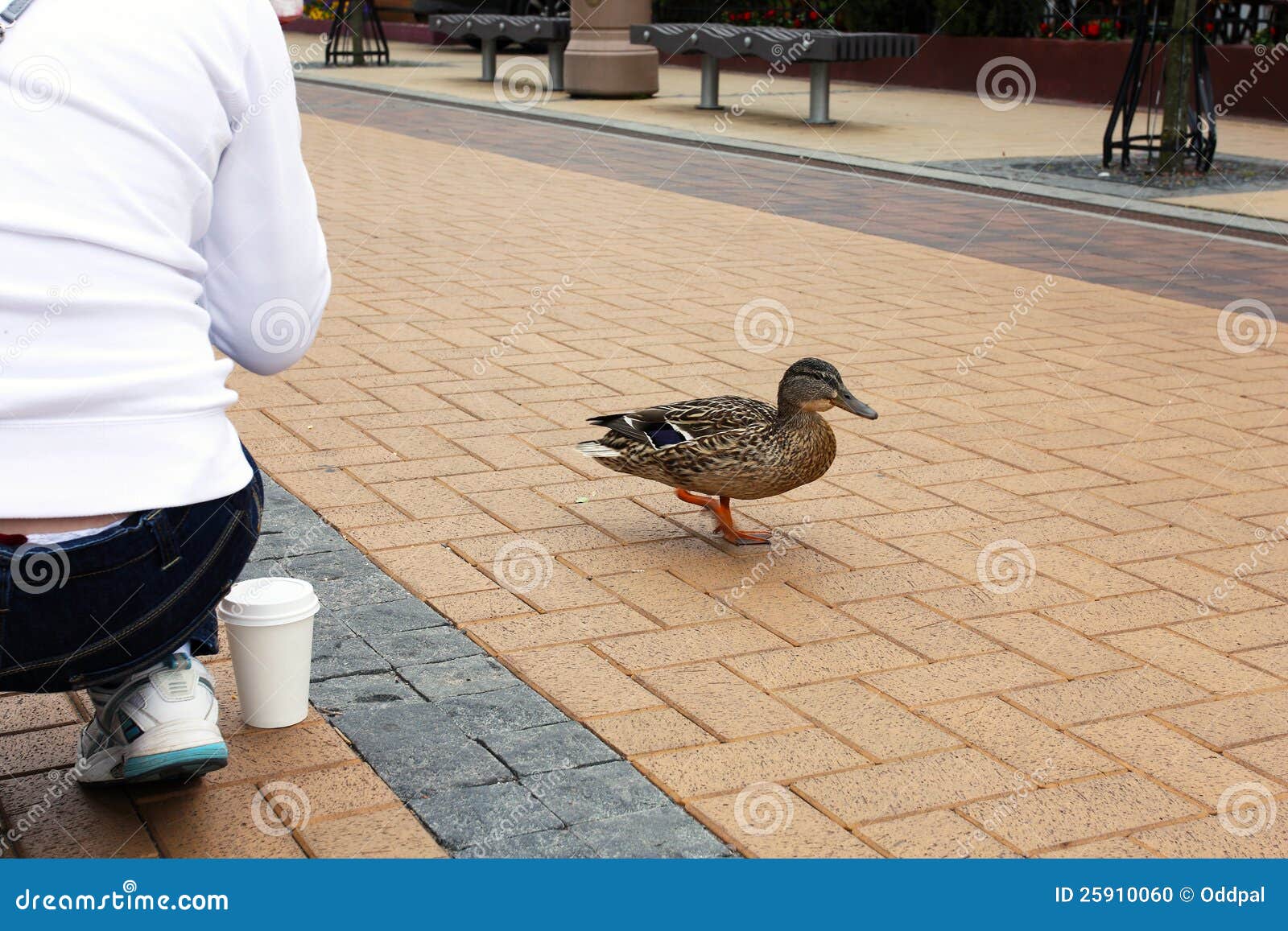 Young Girl Feeding Duck on the Street Stock Photo - Image of duck ...